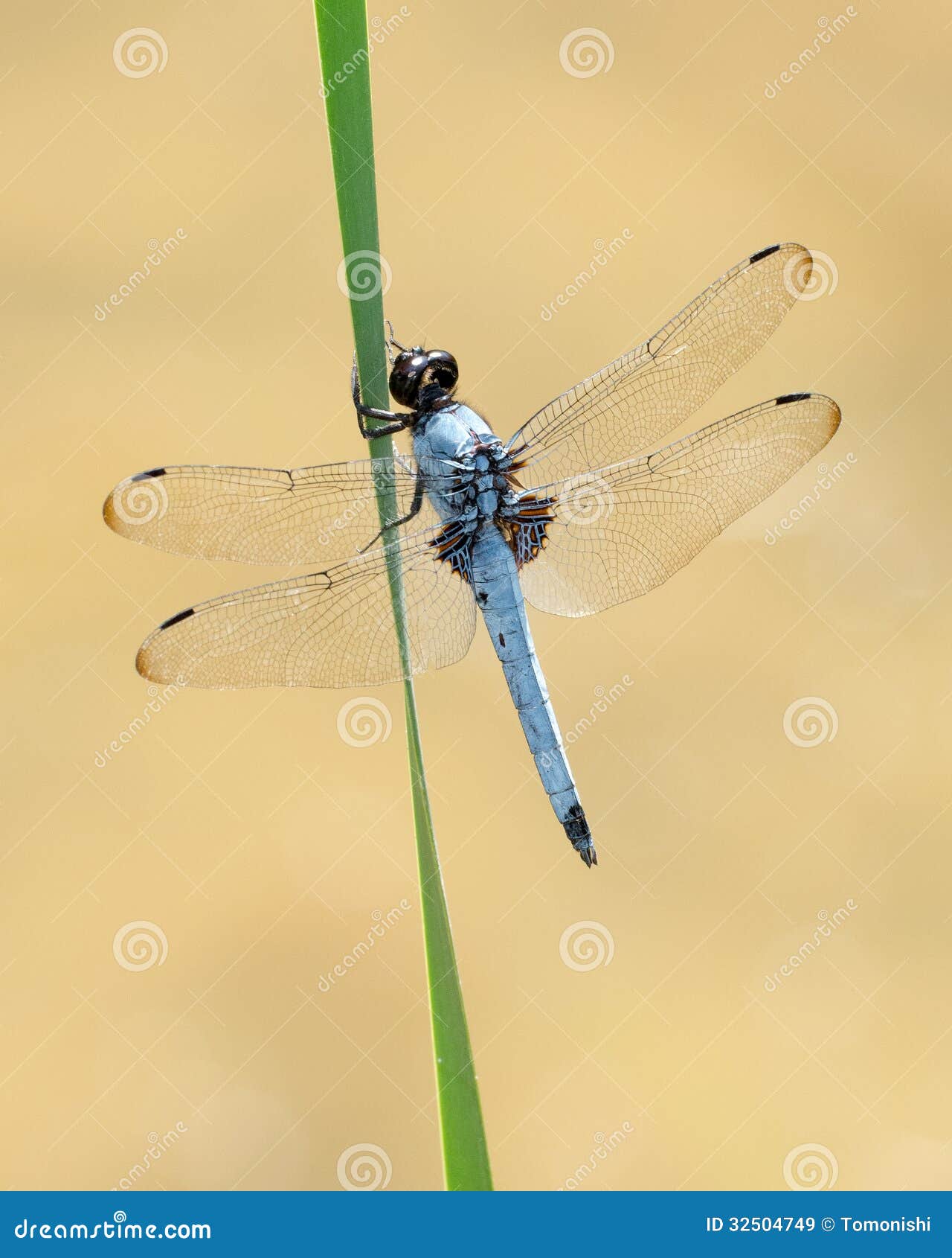Libélula azul imagen de archivo. Imagen de verano, cubo - 32504749