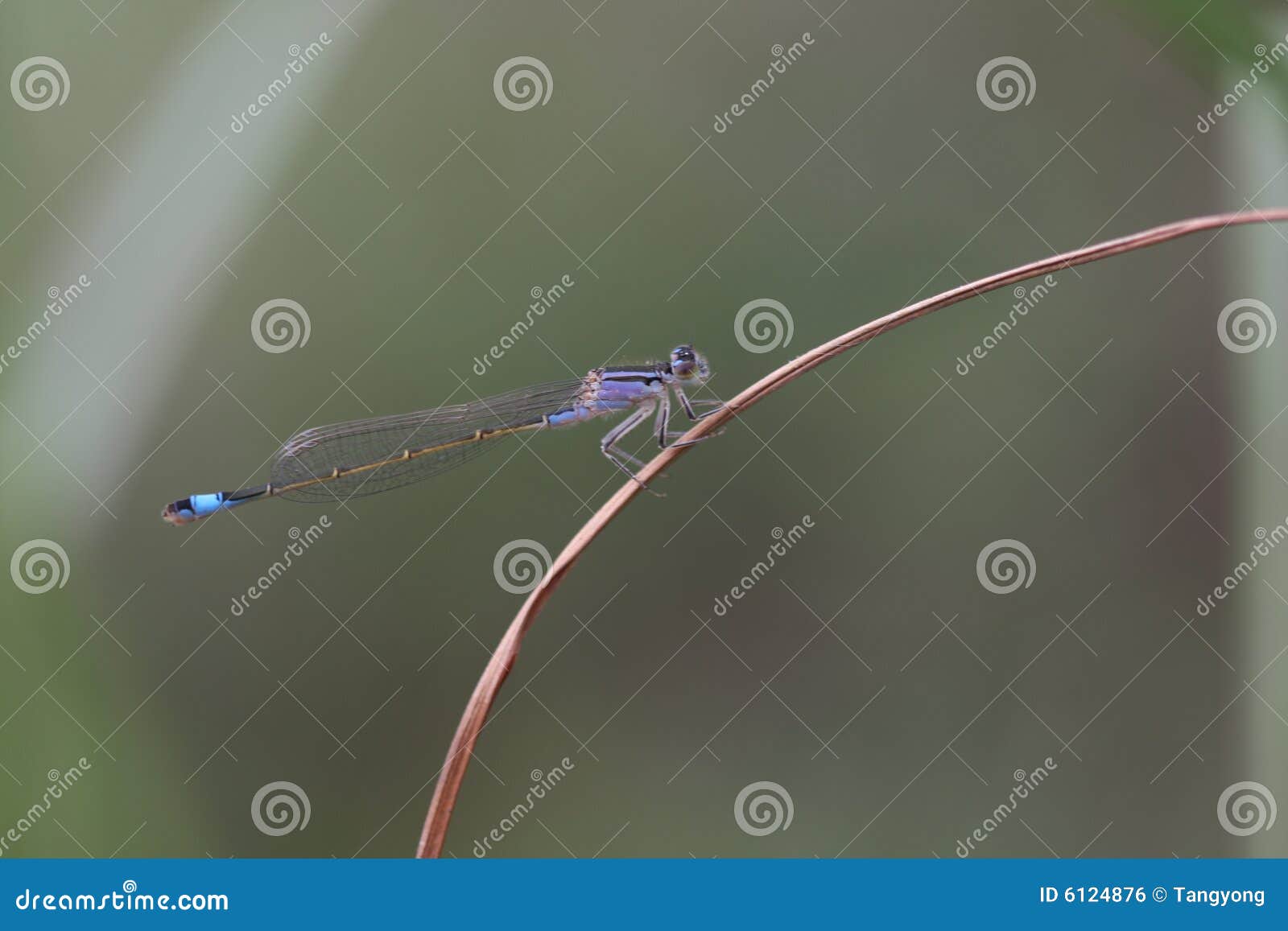 Libélula azul foto de archivo. Imagen de poco, insectos - 6124876