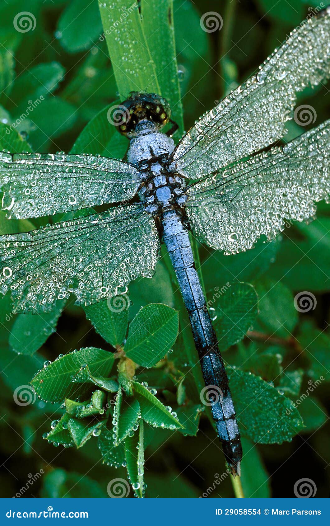Libélula azul con rocío foto de archivo. Imagen de agua - 29058554