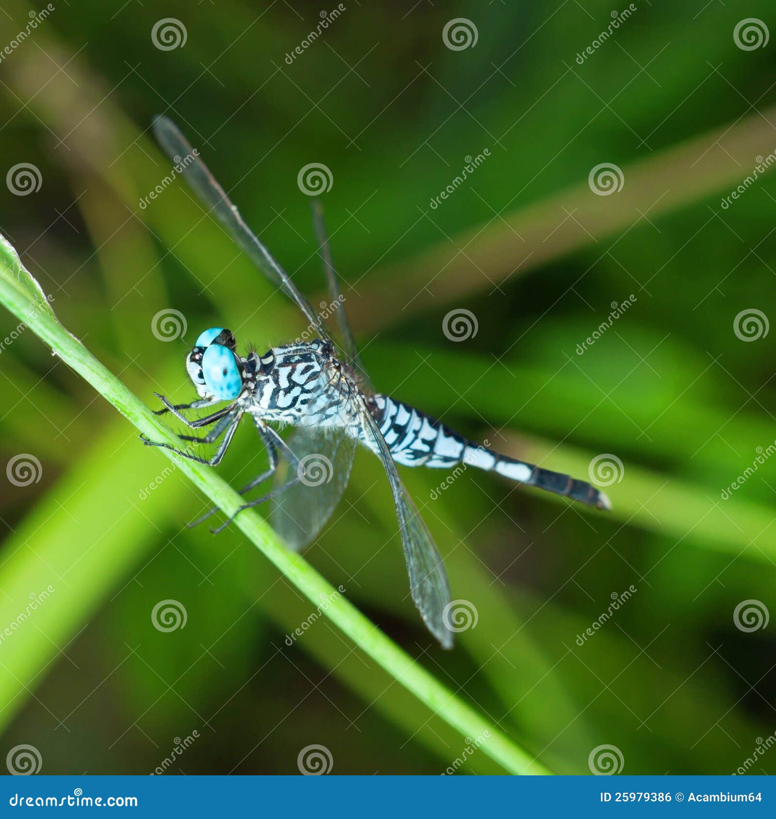 Libélula Azul En La Hoja Verde Foto de archivo - Imagen de verde ...