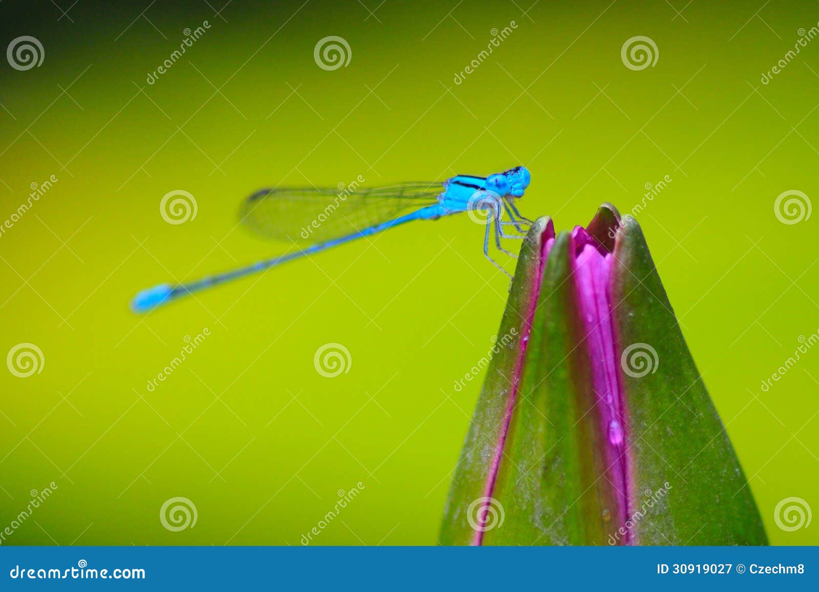Libélula Azul En Un Lirio De Agua Imagen de archivo - Imagen de ...