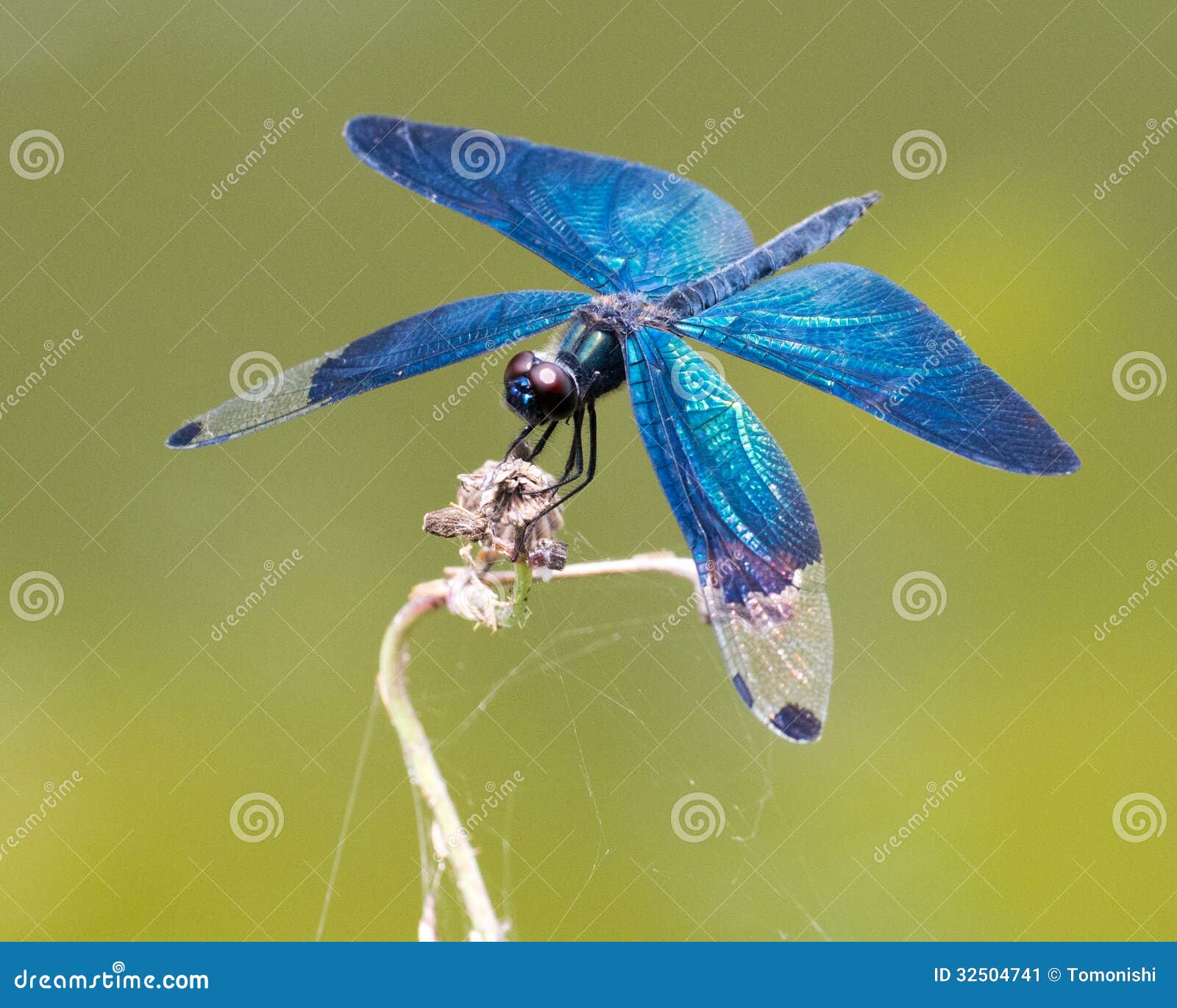 Libélula azul iridescente imagem de stock. Imagem de asas - 32504741