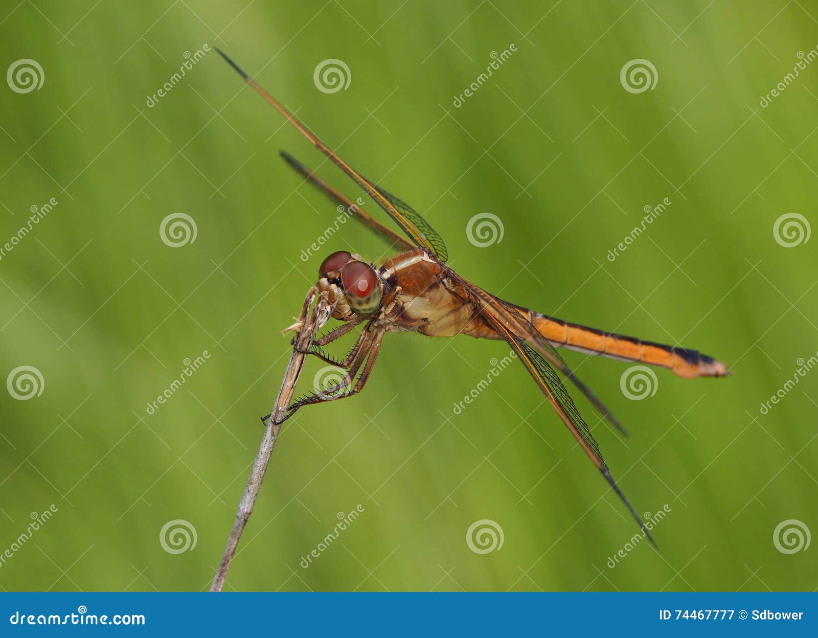 Libélula Coa Alas De Oro De La Desnatadora Imagen de archivo - Imagen ...