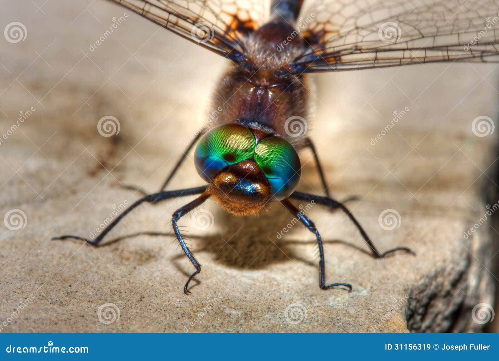 Libélula colorida en hdr imagen de archivo. Imagen de ojos - 31156319
