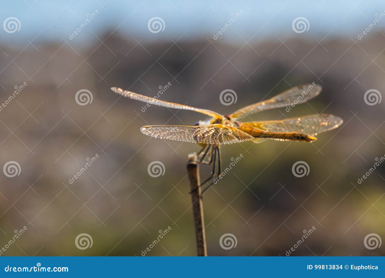 Metamorfosis De La Libélula Fotos - Libres de Derechos y Gratuitas de ...