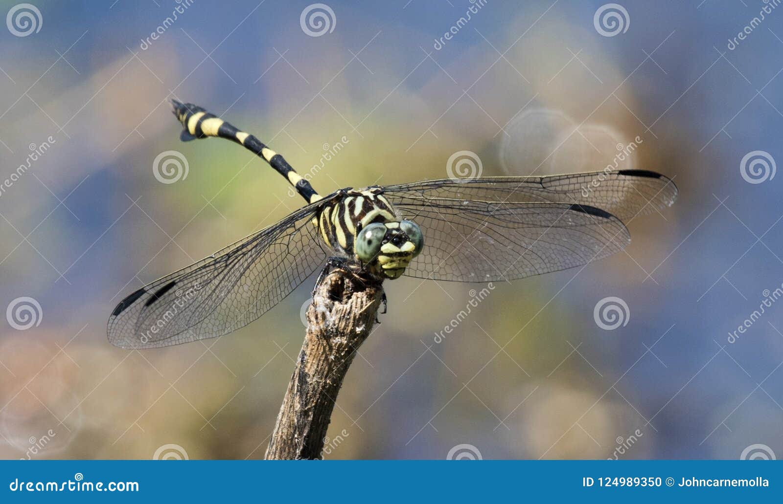 Libélula con las alas foto de archivo. Imagen de insectos - 124989350