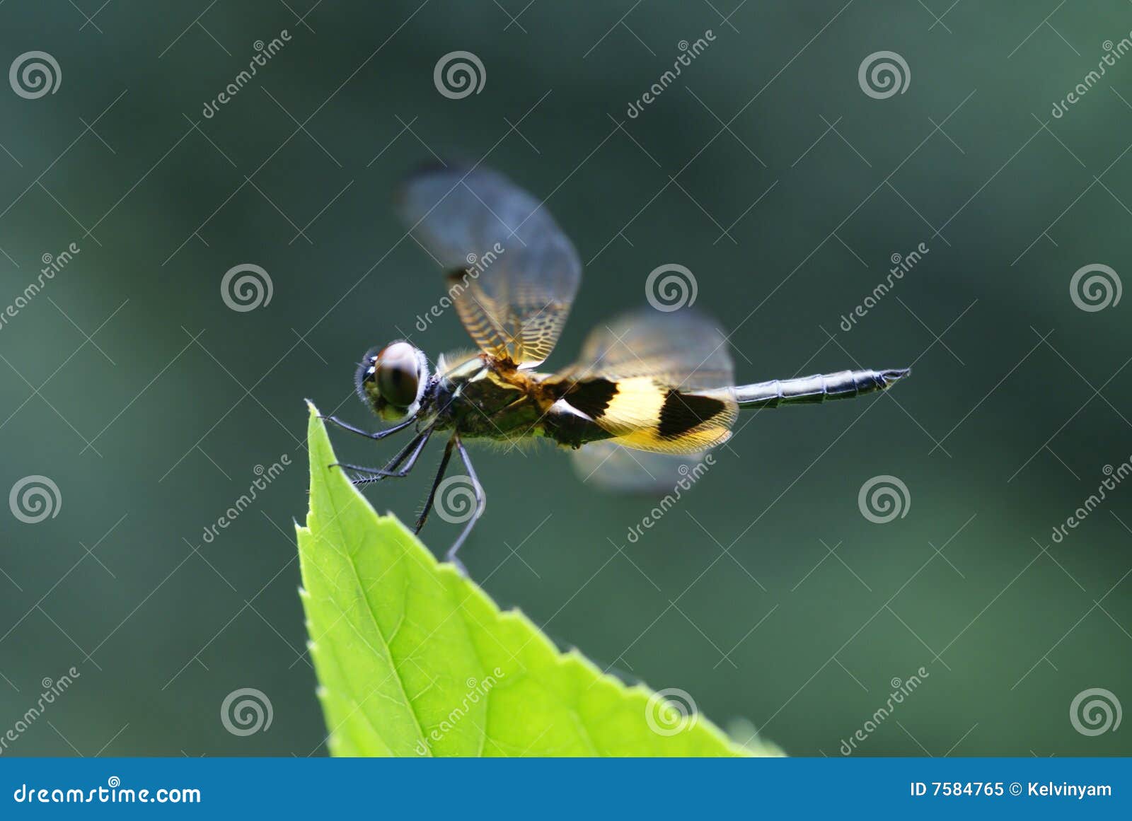 Libélula De Los Phyllis De Rhyothemis Imagen de archivo - Imagen de ...