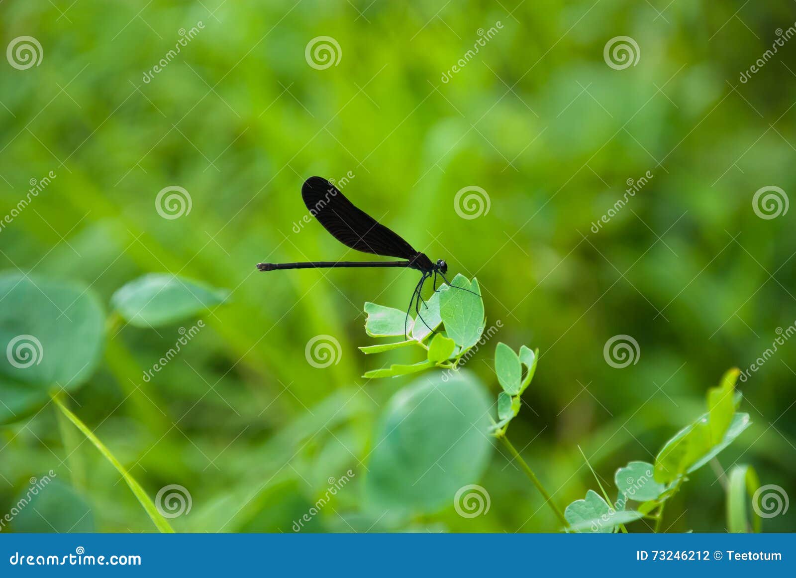 Libélula negra foto de archivo. Imagen de exterior, cara - 73246212