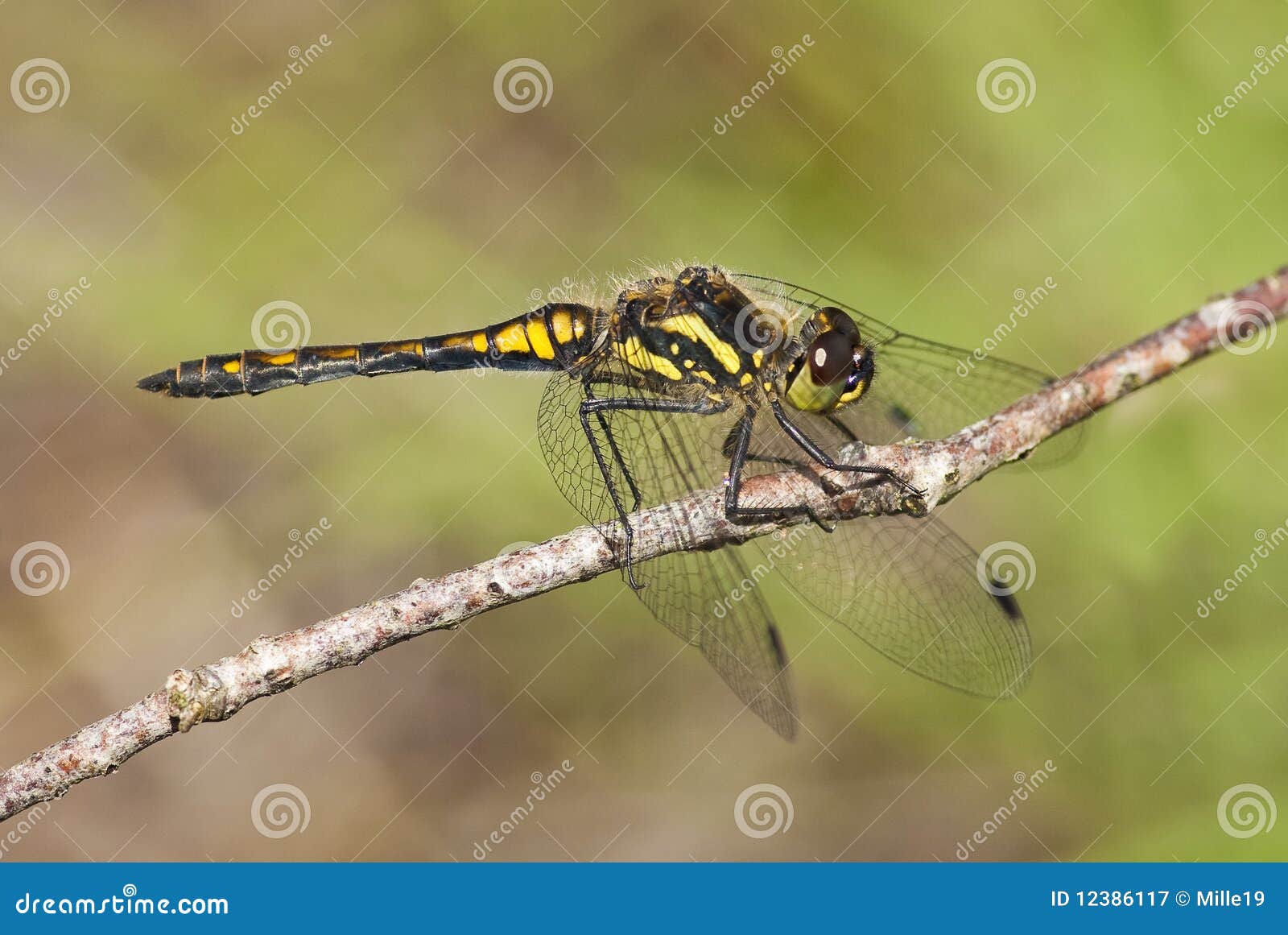 Libélula preta do caçador imagem de stock. Imagem de libélula - 12386117