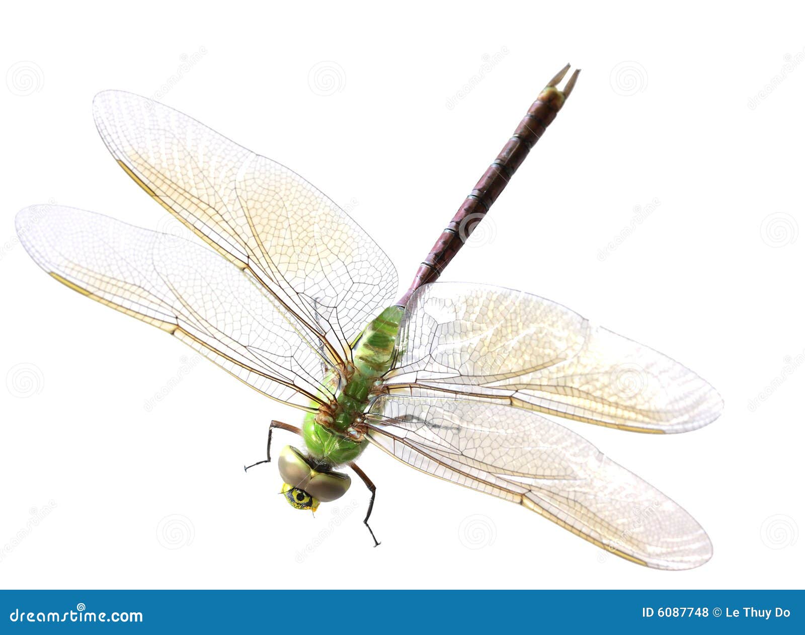 Libélula verde foto de archivo. Imagen de libélula, alas - 6087748