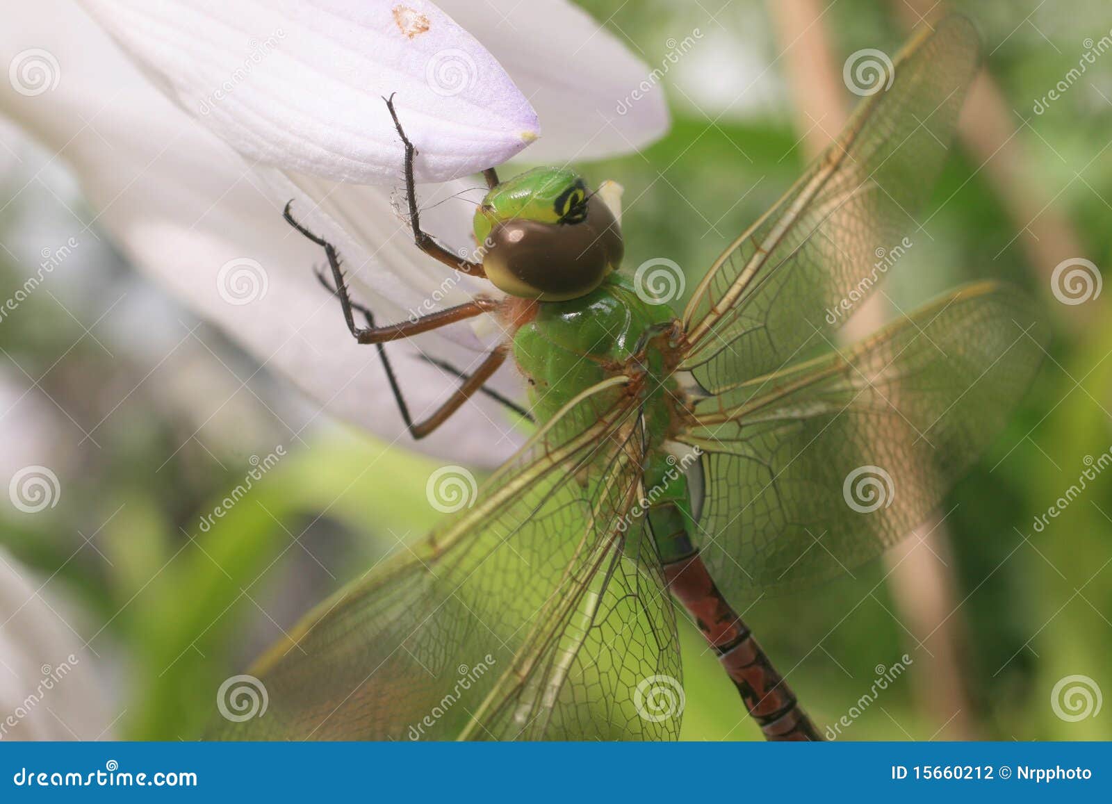 Libélula Verde Comum De Darner Foto de Stock - Imagem de libélula ...