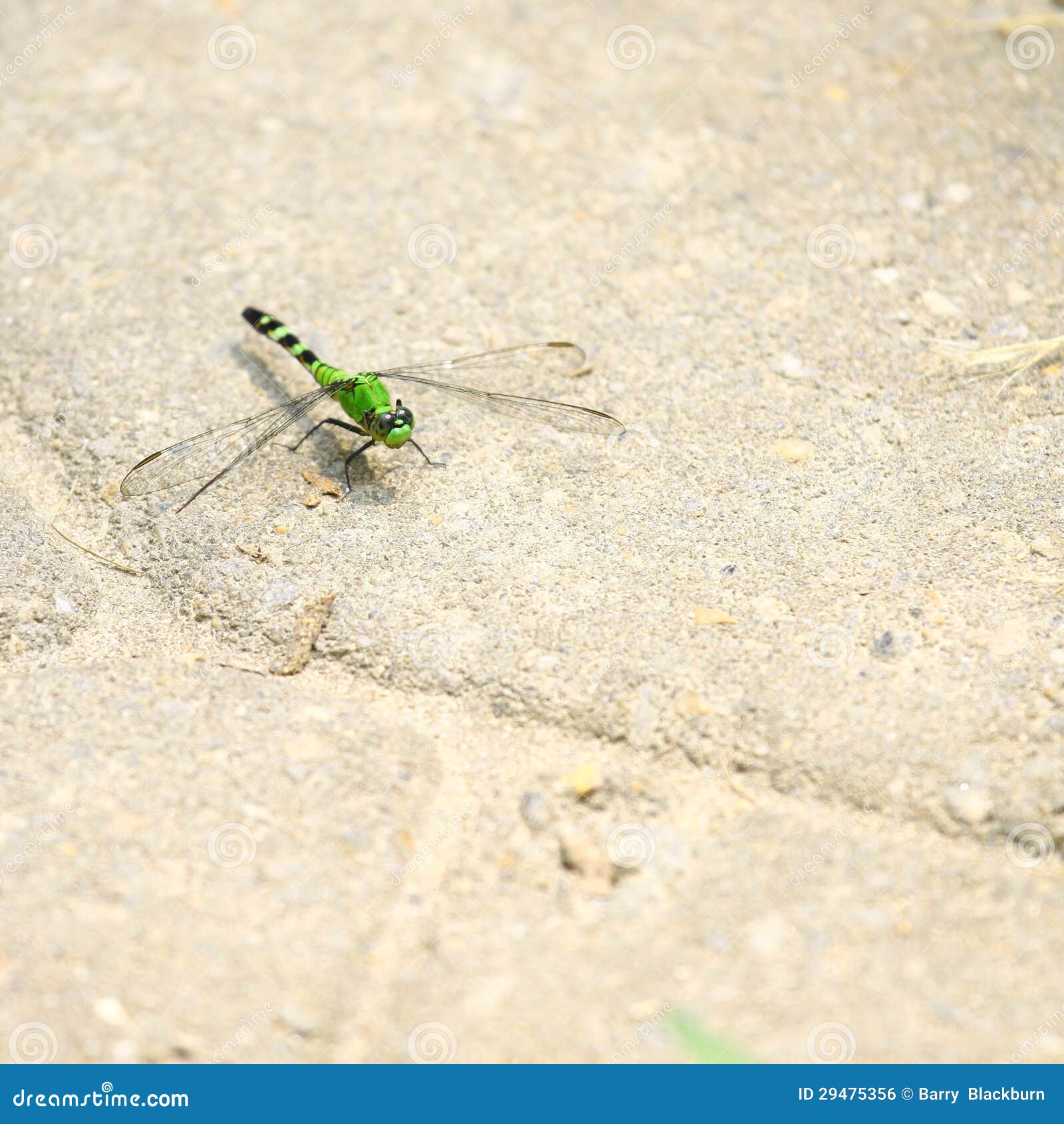 Libélula verde de Emporer foto de archivo. Imagen de bicho - 29475356
