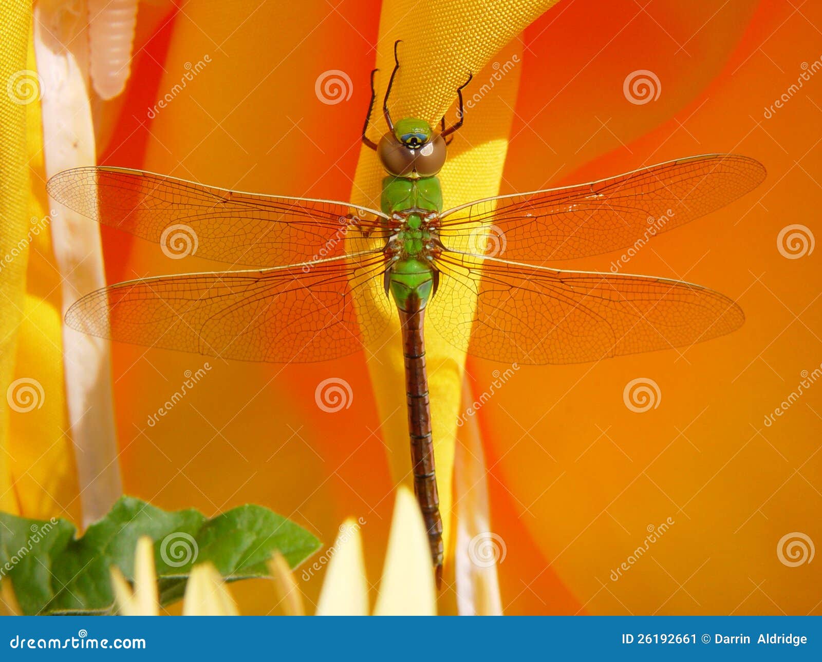 Libélula verde del darner imagen de archivo. Imagen de brillante - 26192661
