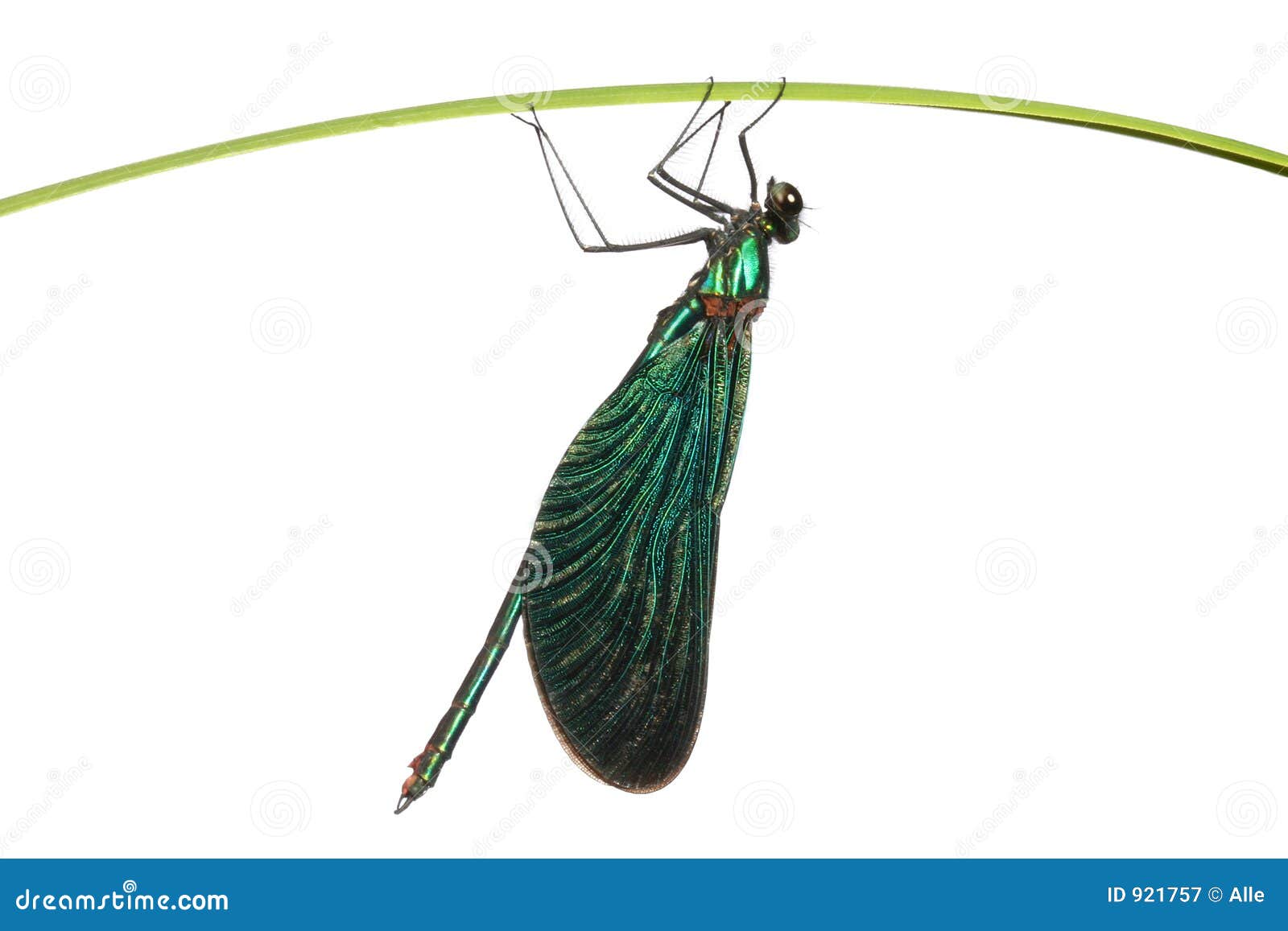 Libélula Verde En Una Hierba Imagen de archivo - Imagen de embrague ...