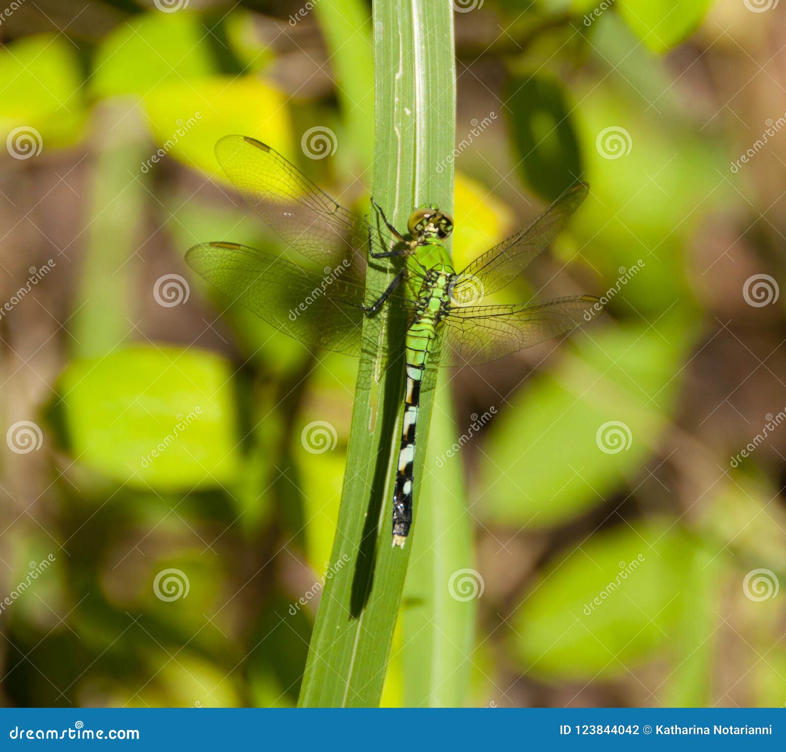 Libélula verde y negra foto de archivo. Imagen de caminata - 123844042