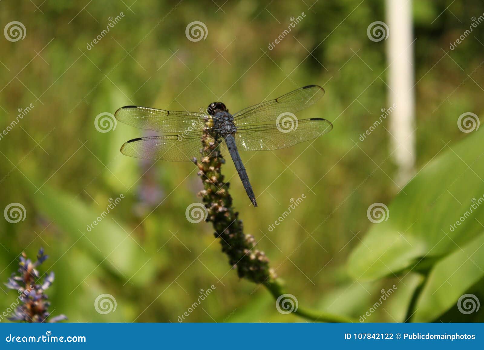 Lib?lula, Inseto, Lib?lulas E Damseflies, Damselfly Imagem. Imagem: 107842122