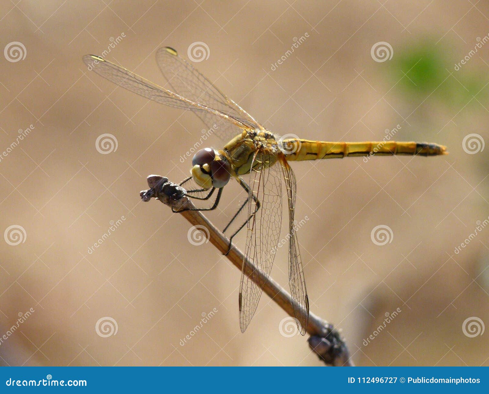 Lib?lula, Inseto, Lib?lulas E Damseflies, Damselfly Imagem. Imagem: 112496727