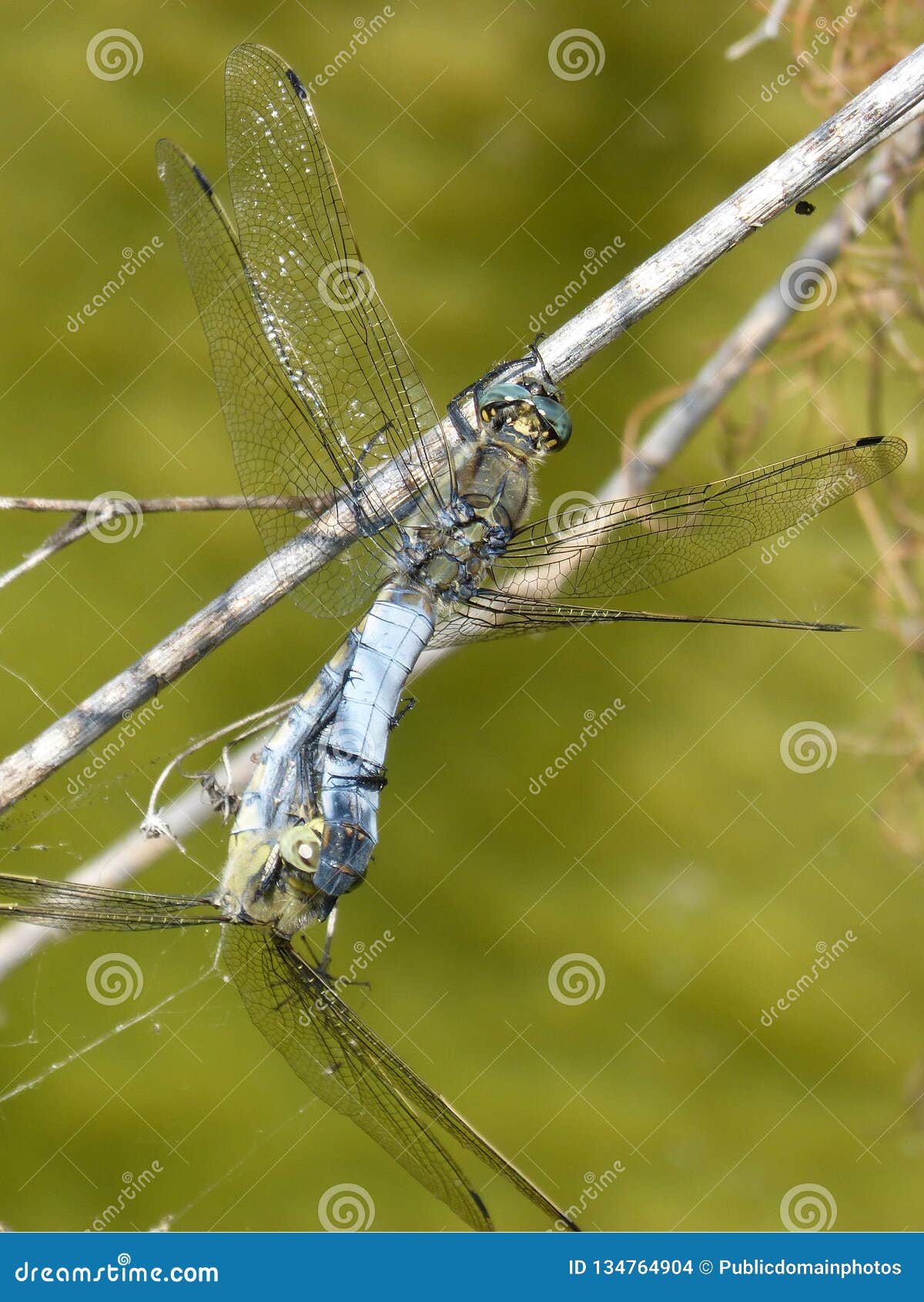 Lib?lula, Inseto, Lib?lulas E Damseflies, Invertebrado Imagem. Imagem: 134764904