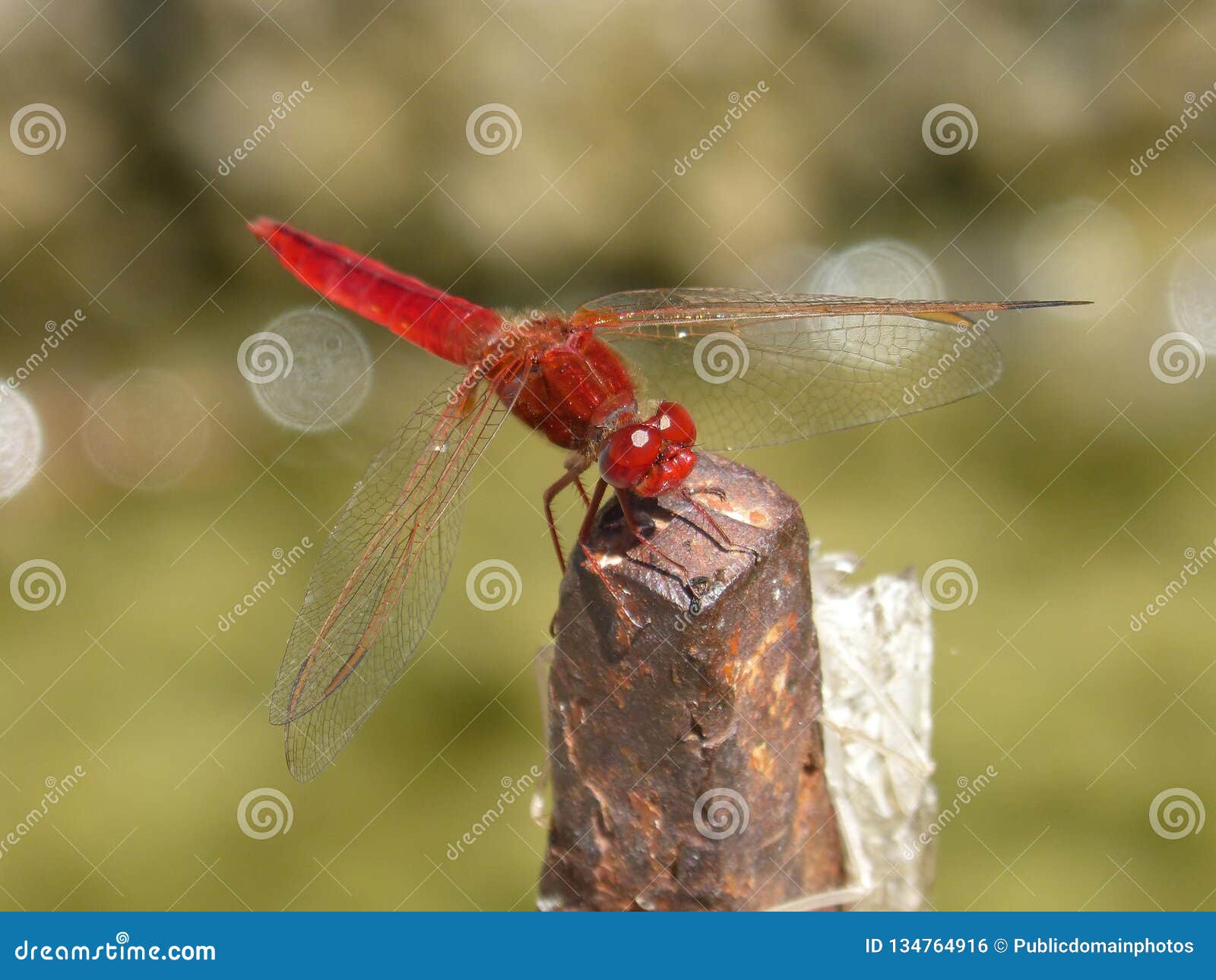 Lib?lula, Inseto, Lib?lulas E Damseflies, Invertebrado Imagem. Imagem: 134764916