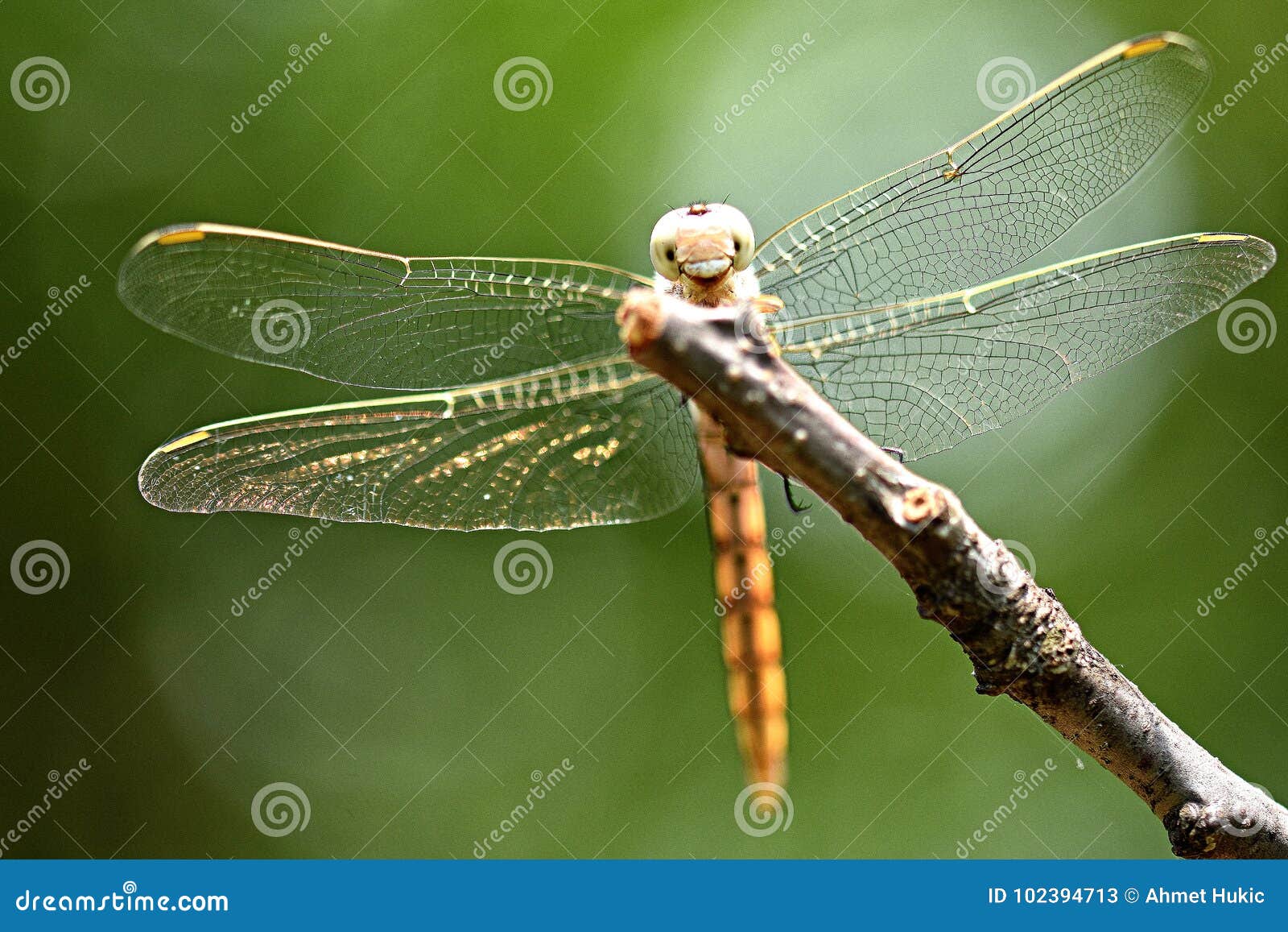 Libel stock afbeelding. Image of vleugel, dier, macro - 102394713