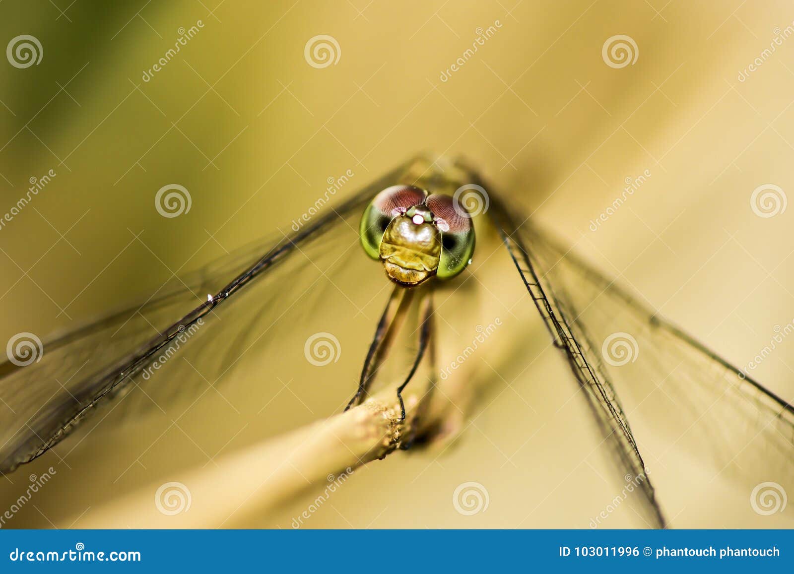 Libel stock foto. Image of schoten, dier, tafereel, wild - 103011996