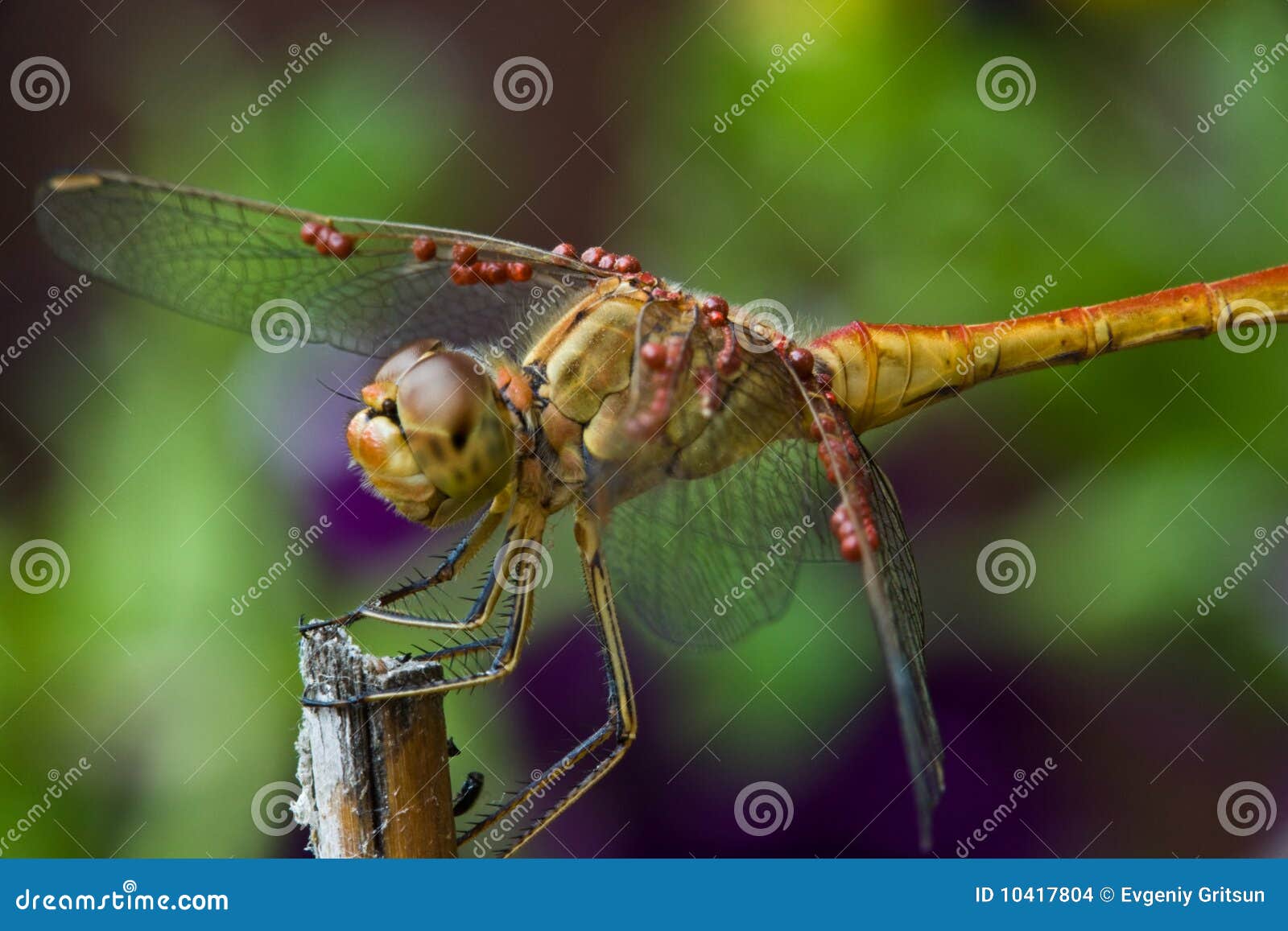 Libel stock foto. Image of macro, insect, dier, vleugel - 10417804