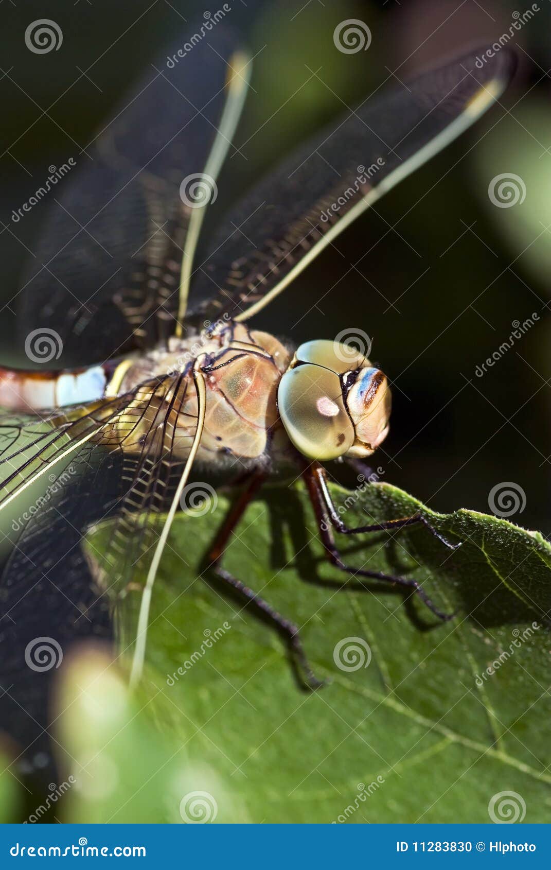 Libel stock foto. Image of vleugel, prikkel, prooi, gekleurd - 11283830