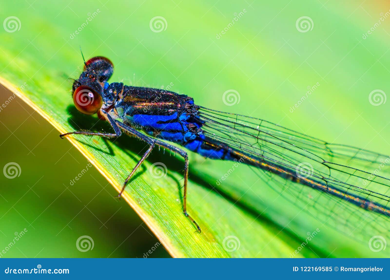 Libel stock afbeelding. Image of mooi, damesvlieg, rust - 122169585