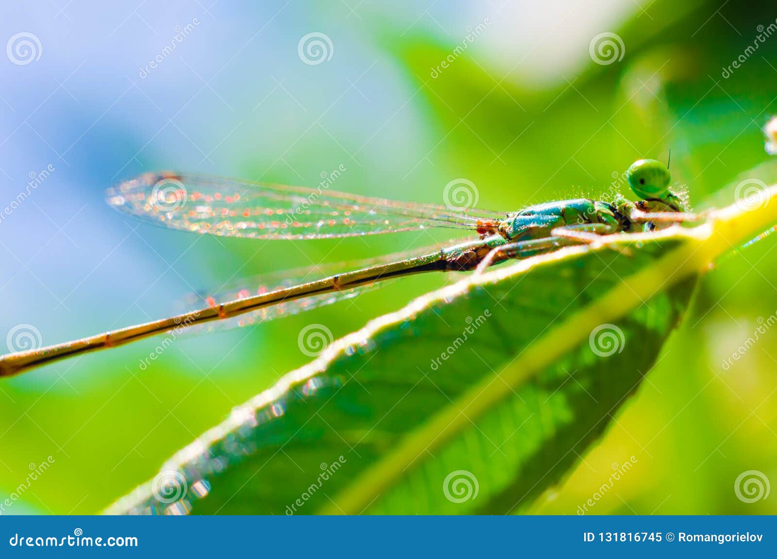 Libel stock afbeelding. Image of libel, schoonheid, insect - 131816745