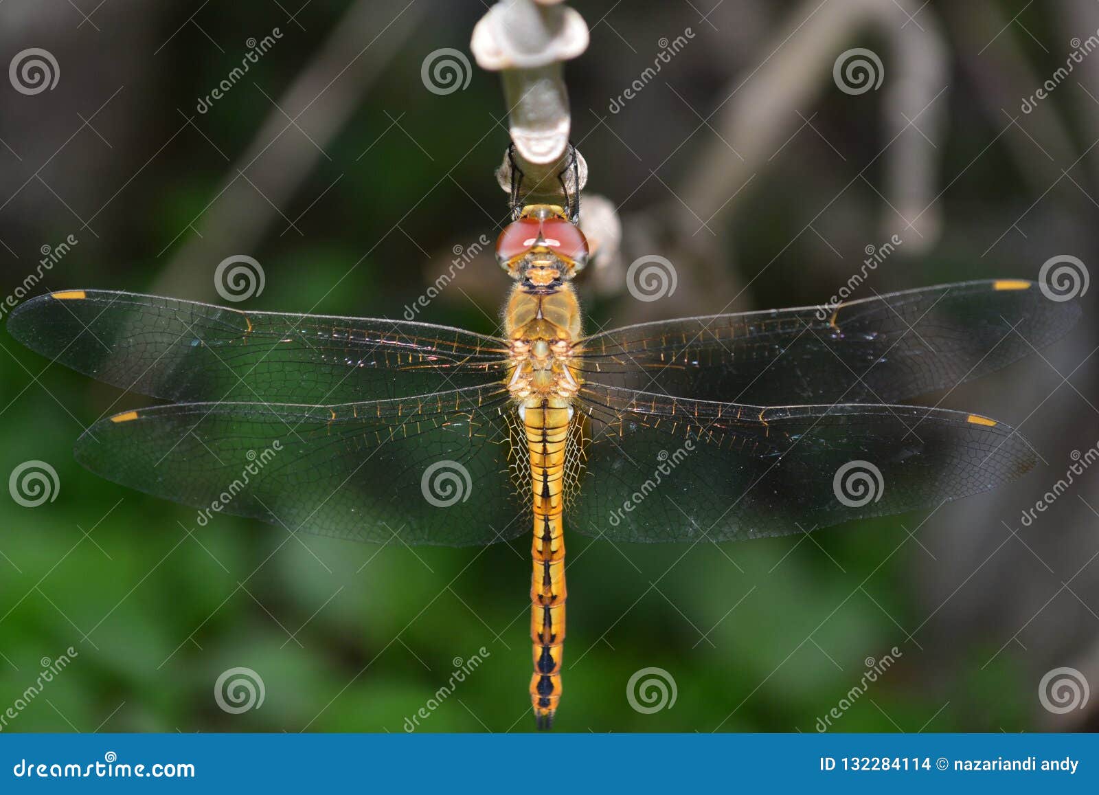 Libel stock foto. Image of libel, dier, fotografie, macro - 132284114