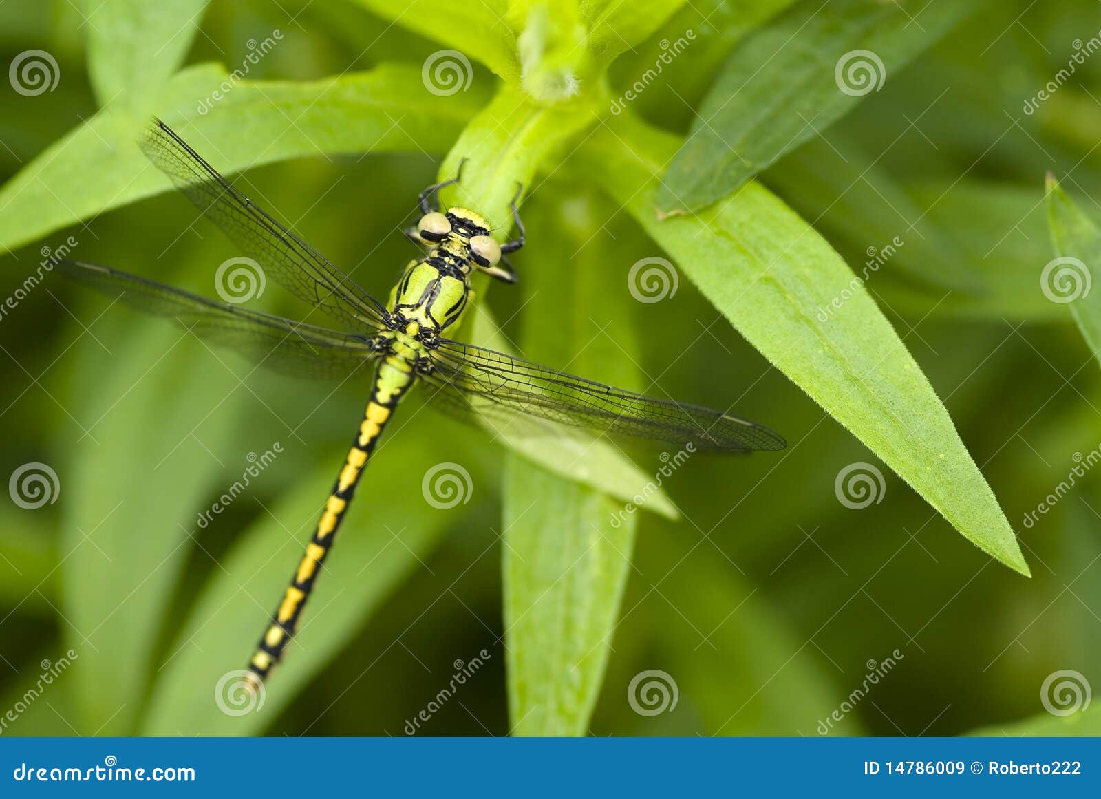 Libel stock afbeelding. Image of dieren, libel, libellen - 14786009