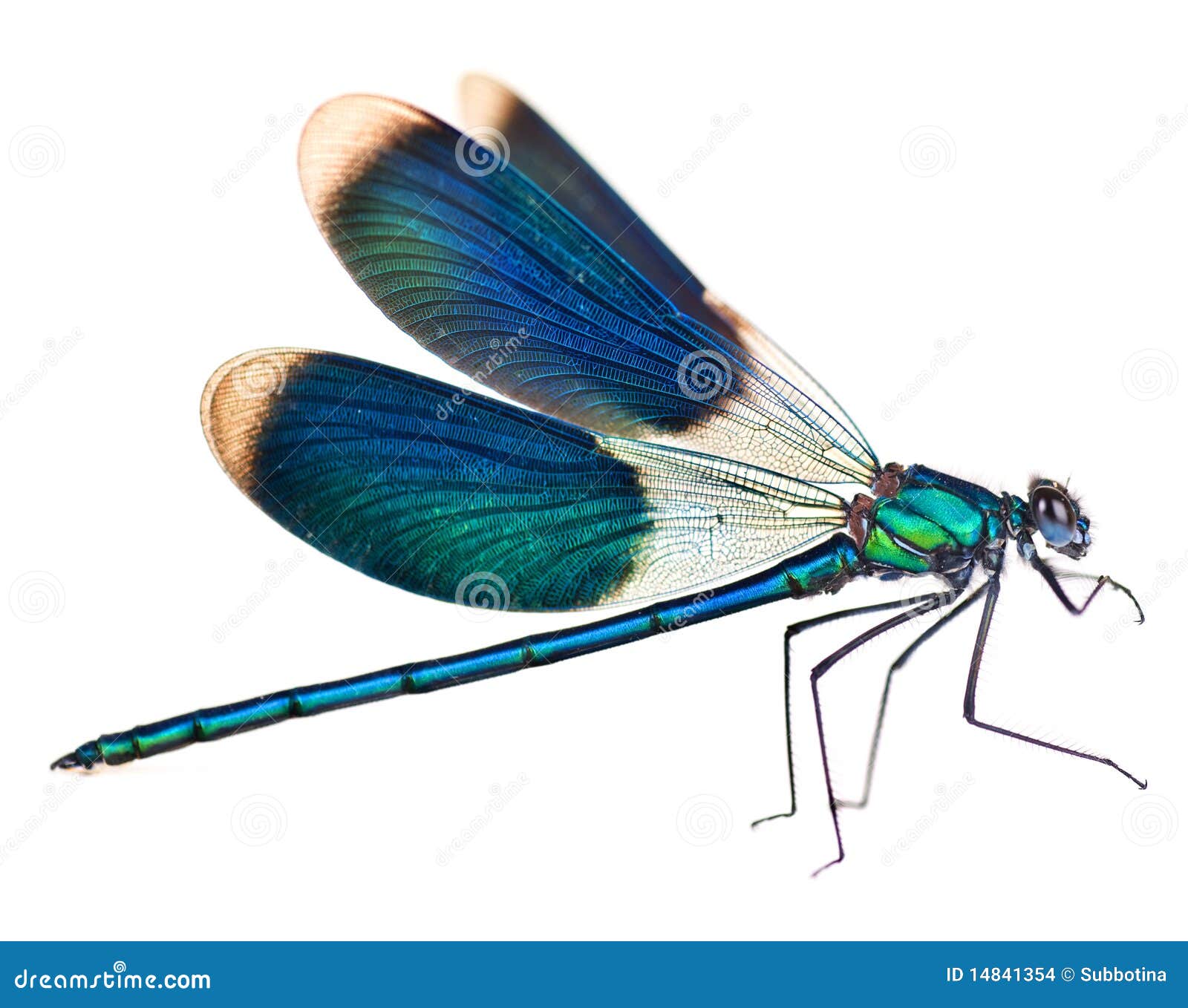 Libel stock foto. Image of staart, zomer, nave, ongedierte - 14841354