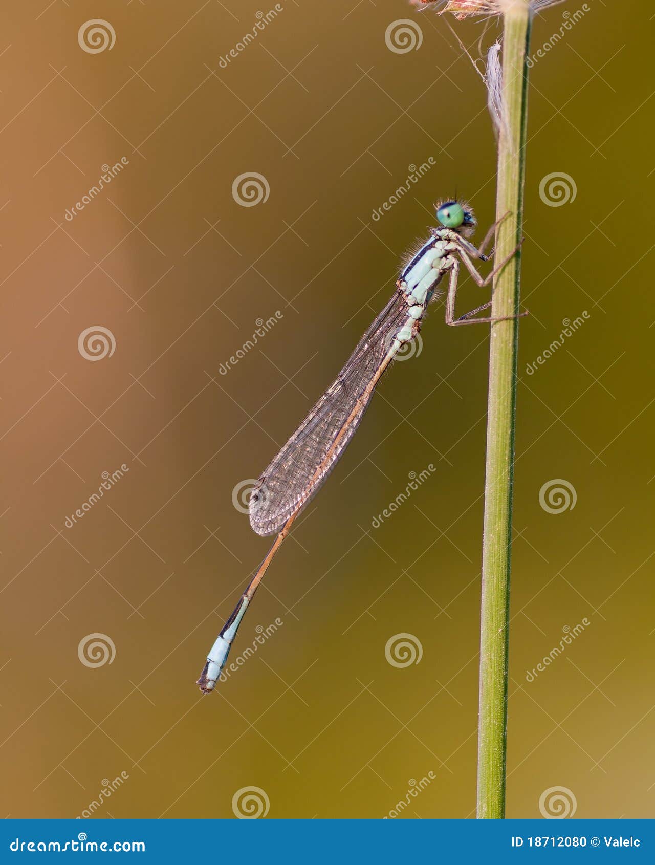 Libel stock foto. Image of libel, dier, macro, insect - 18712080