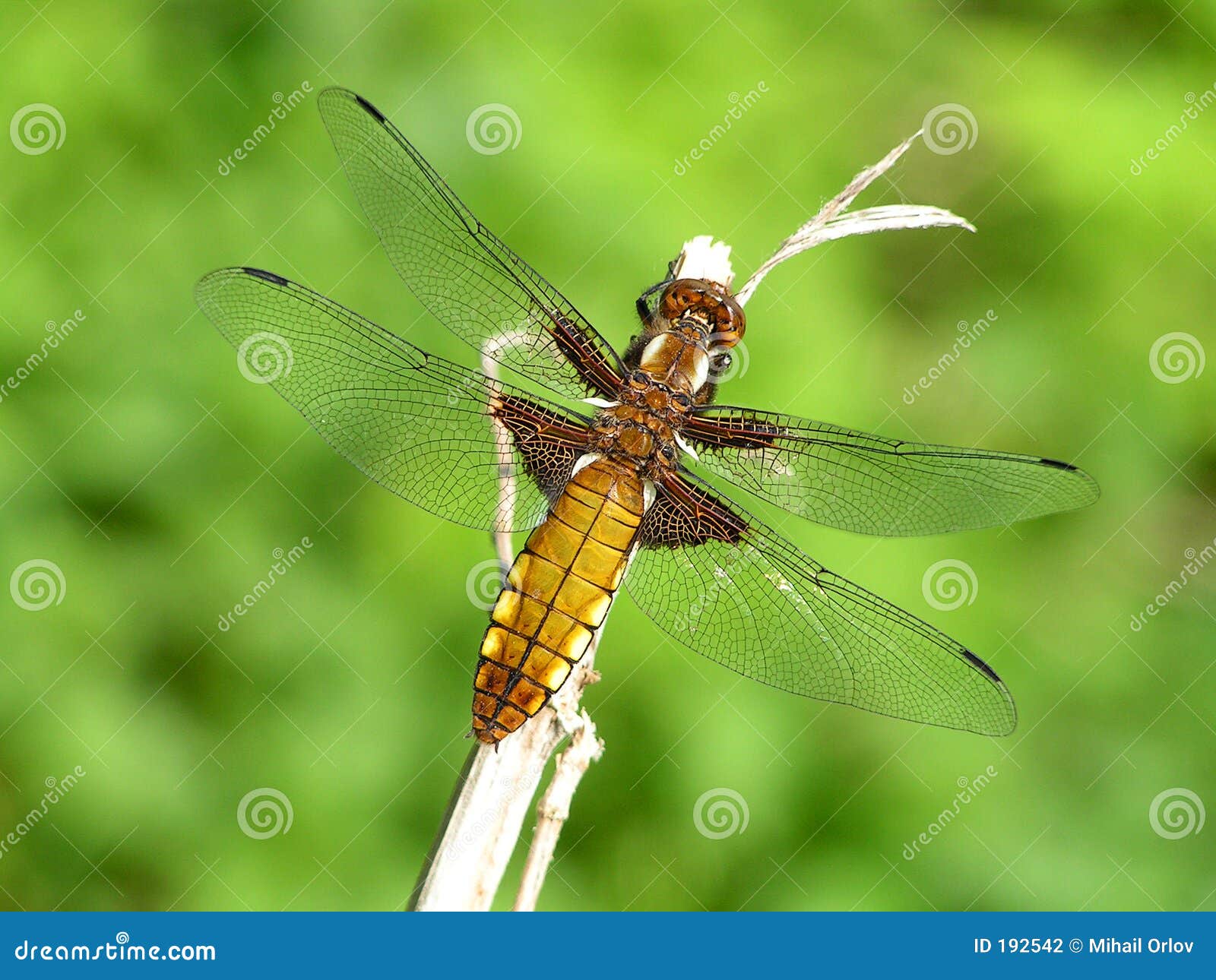 Libel. stock foto. Image of nave, libel, vleugels, geel - 192542