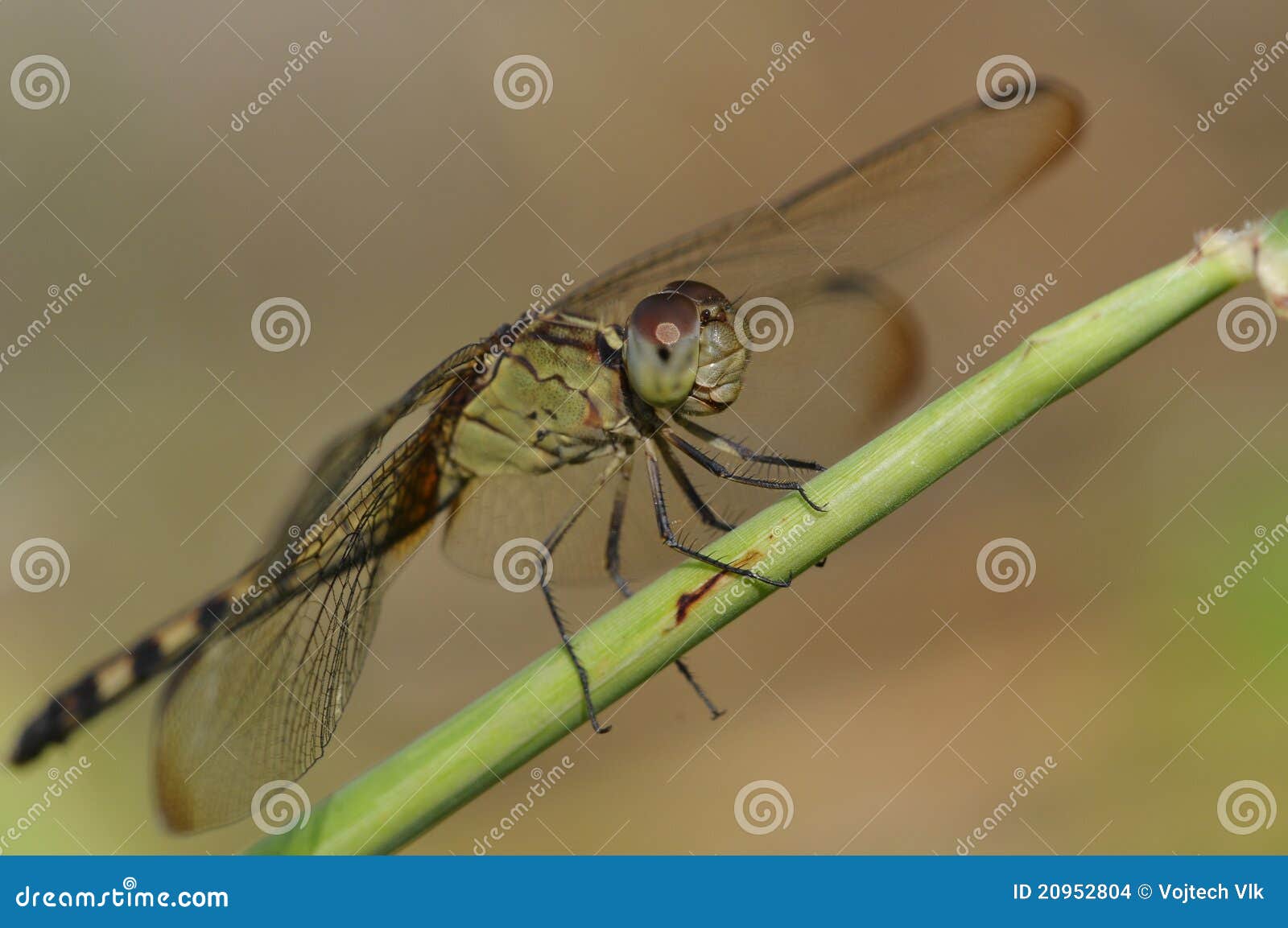 Libel stock foto. Image of ogen, installatie, vlieg, insect - 20952804
