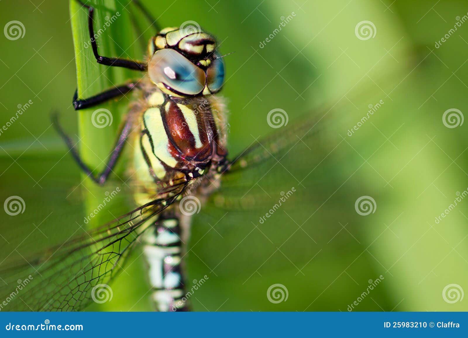 Libel stock foto. Image of venter, breekbaar, milieu - 25983210