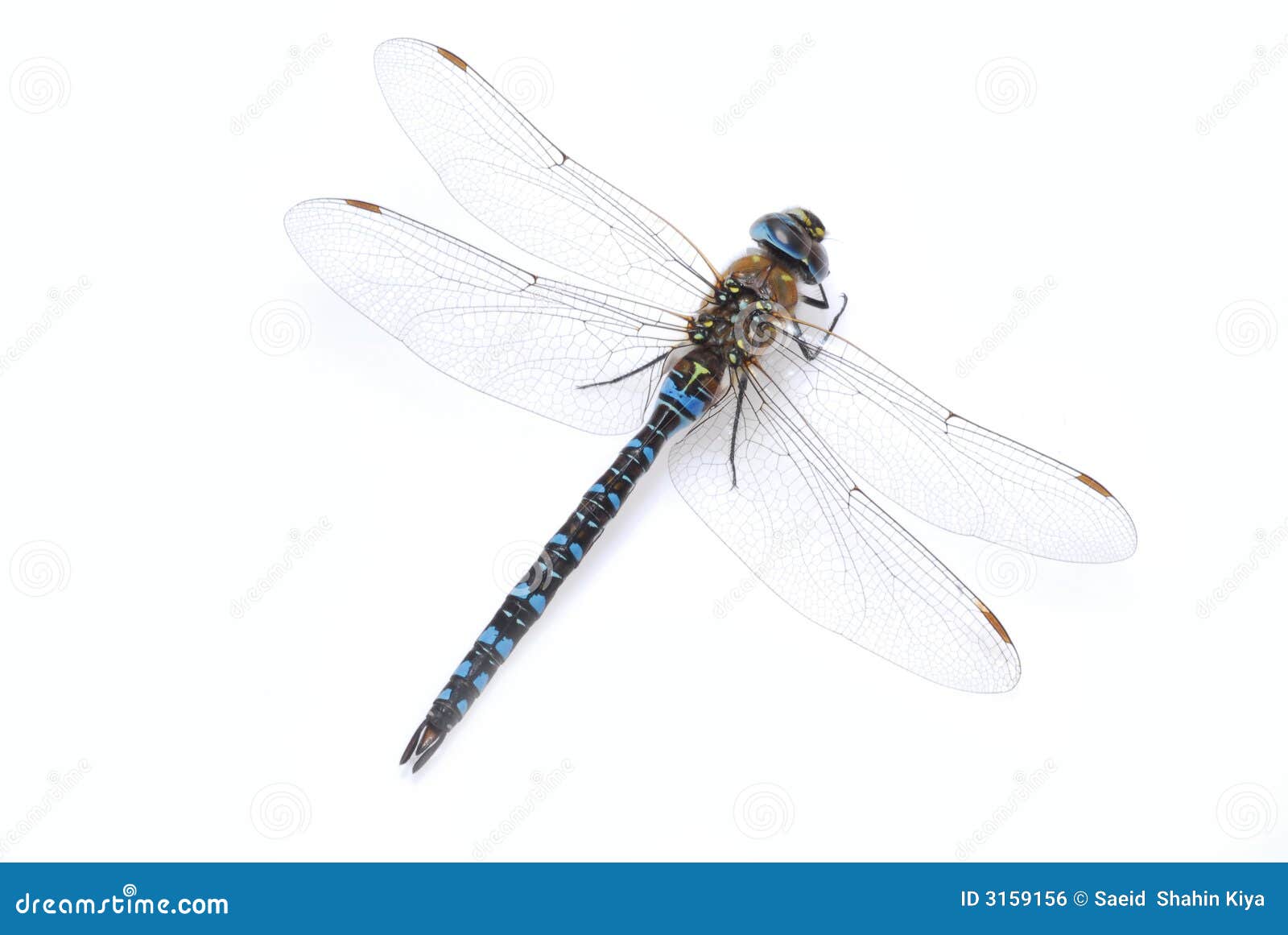 Libel stock foto. Image of damesvlieg, been, wild, blauw - 3159156