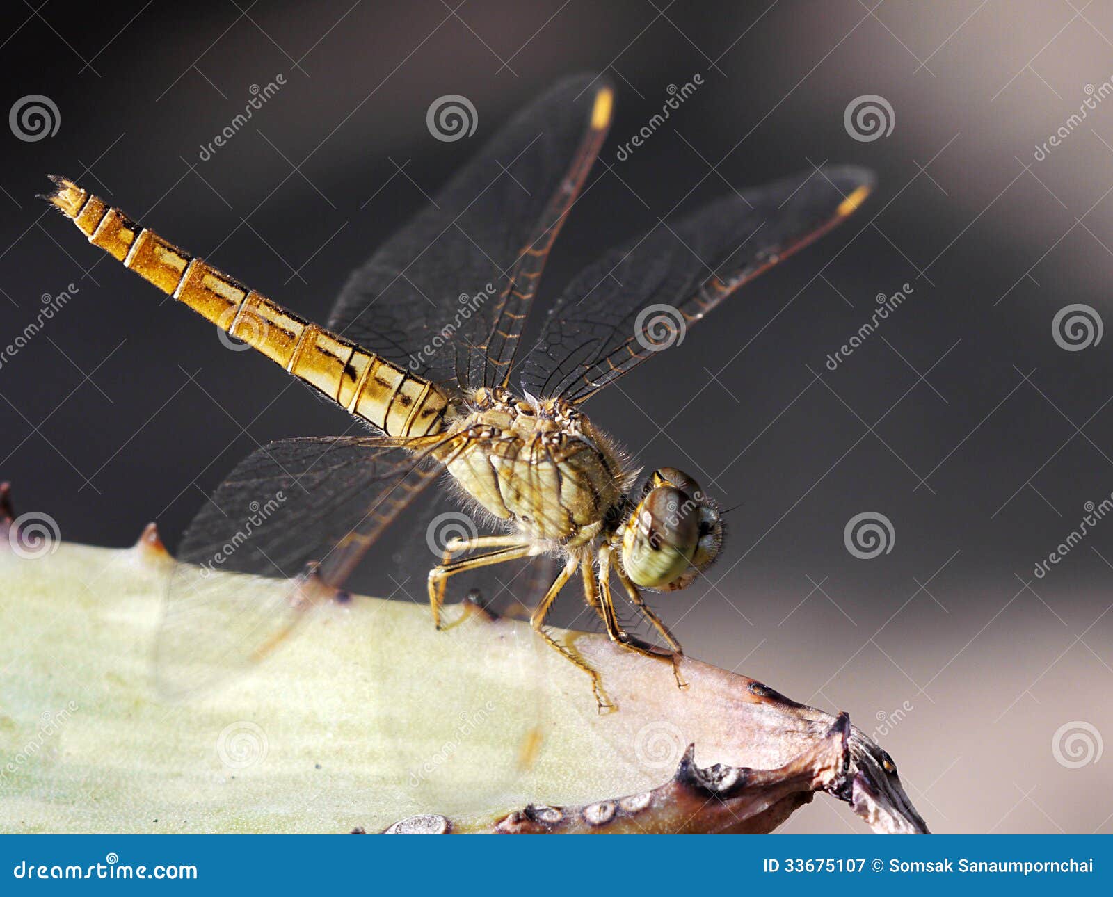 Libel stock afbeelding. Image of vleugels, staart, gegevens - 33675107