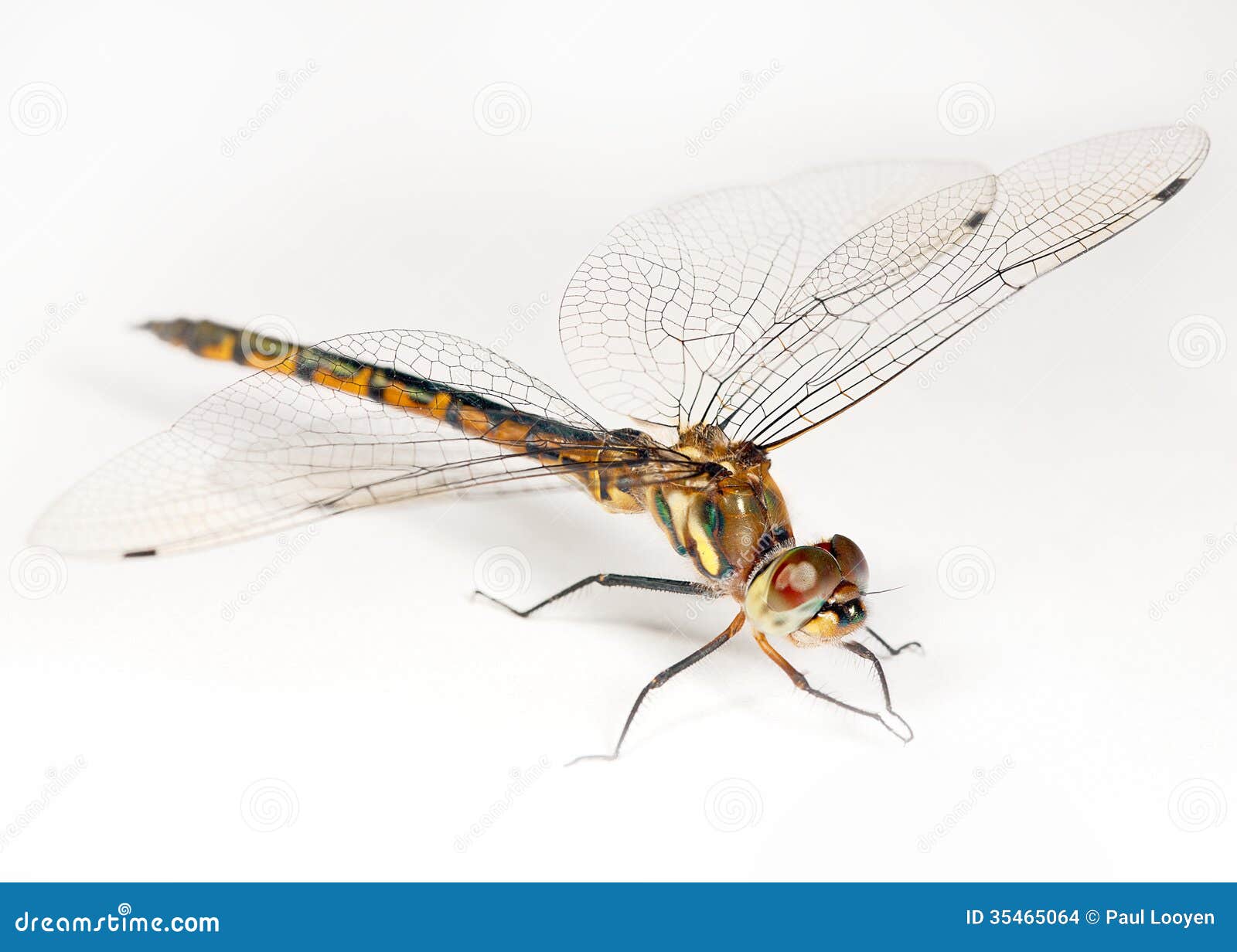 Libel stock foto. Image of enkelvoudig, groot, milieu - 35465064