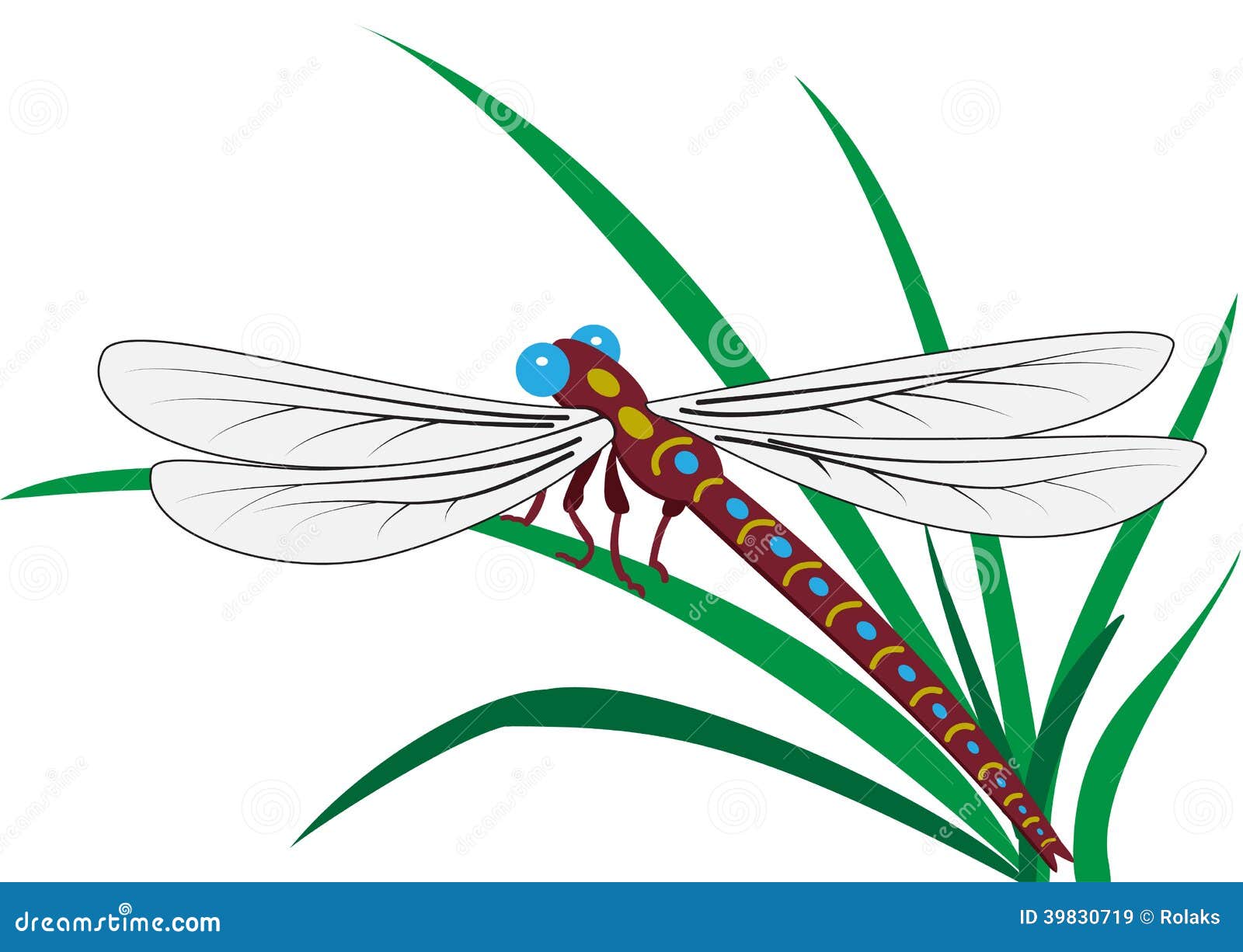 Libel vector illustratie. Illustration of libel, zoölogie - 39830719