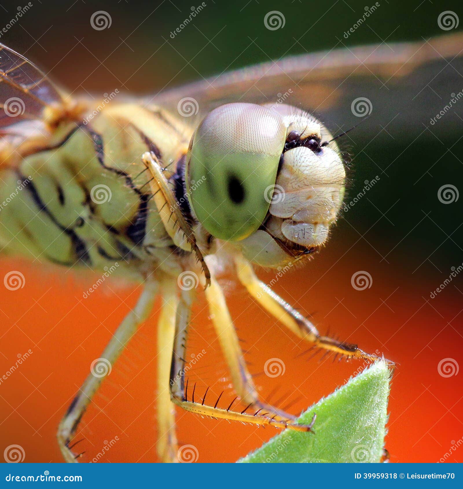 Libel stock foto. Image of soorten, vleugel, macro, insect - 39959318