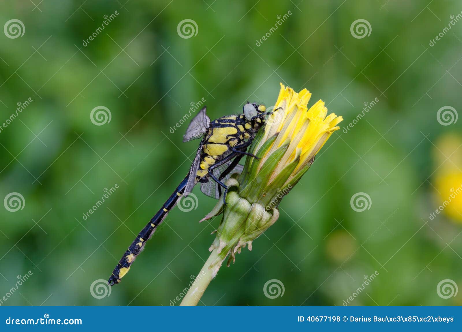 Libel stock foto. Image of bedorven, vleugels, geel, wild - 40677198