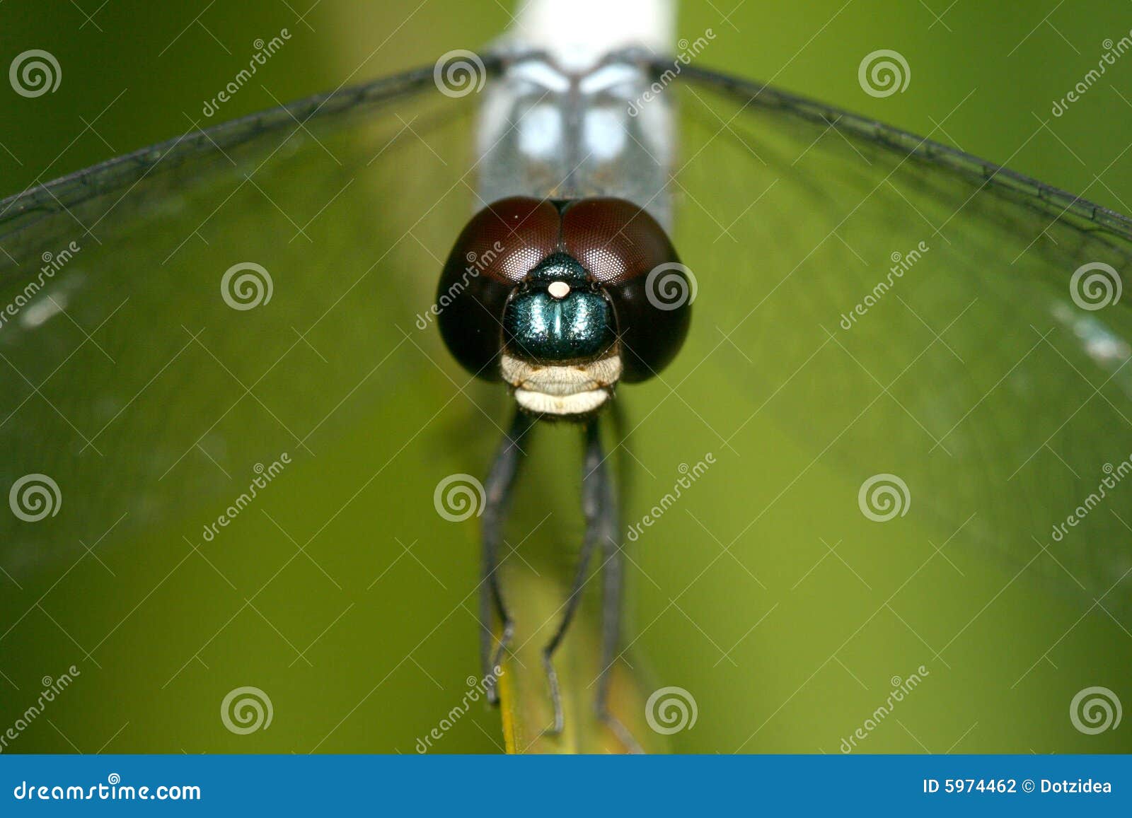 Libel stock foto. Image of libel, groen, vleugels, nave - 5974462