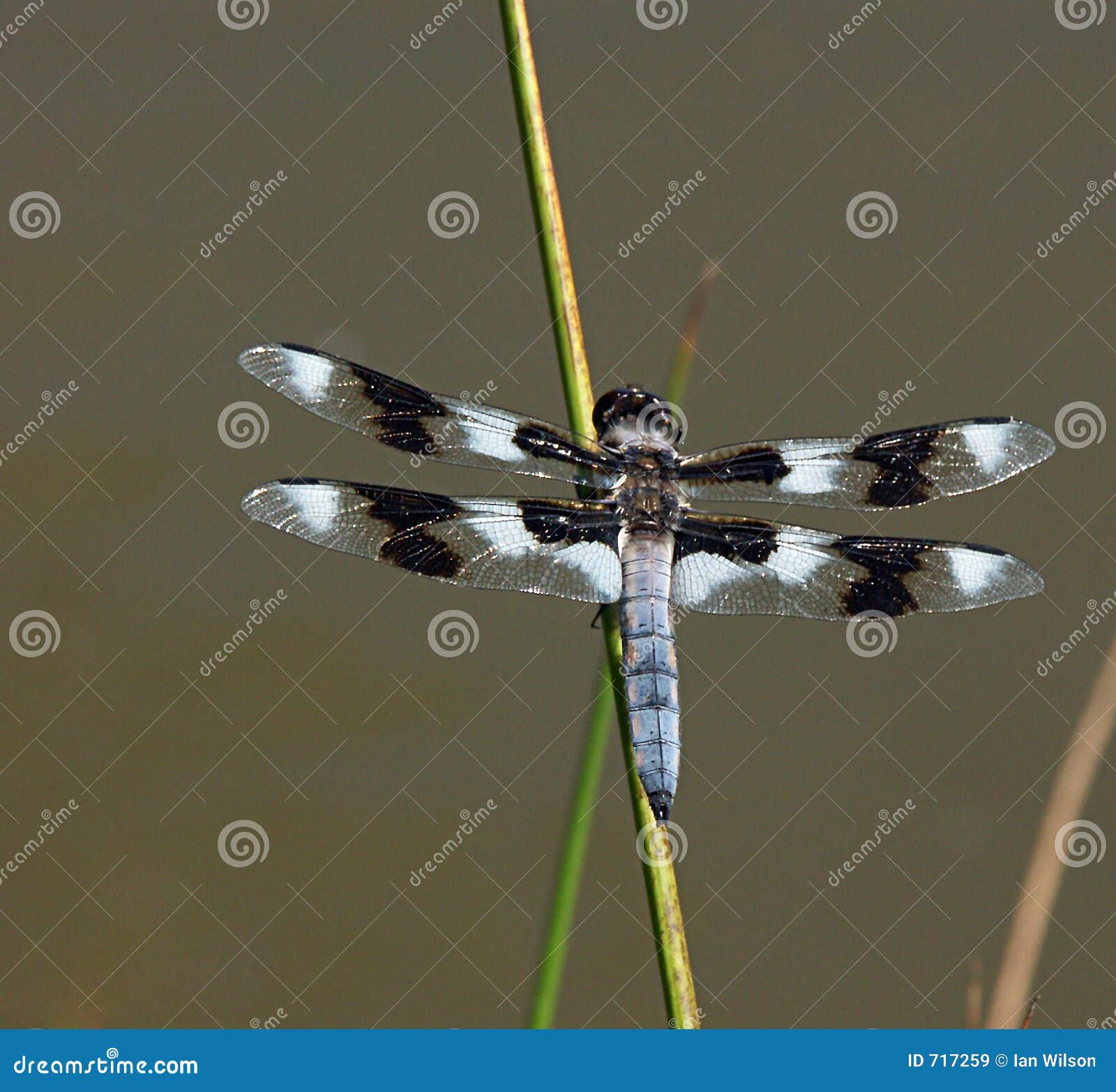 Libel stock afbeelding. Image of blauw, groot, open, vlieg - 717259