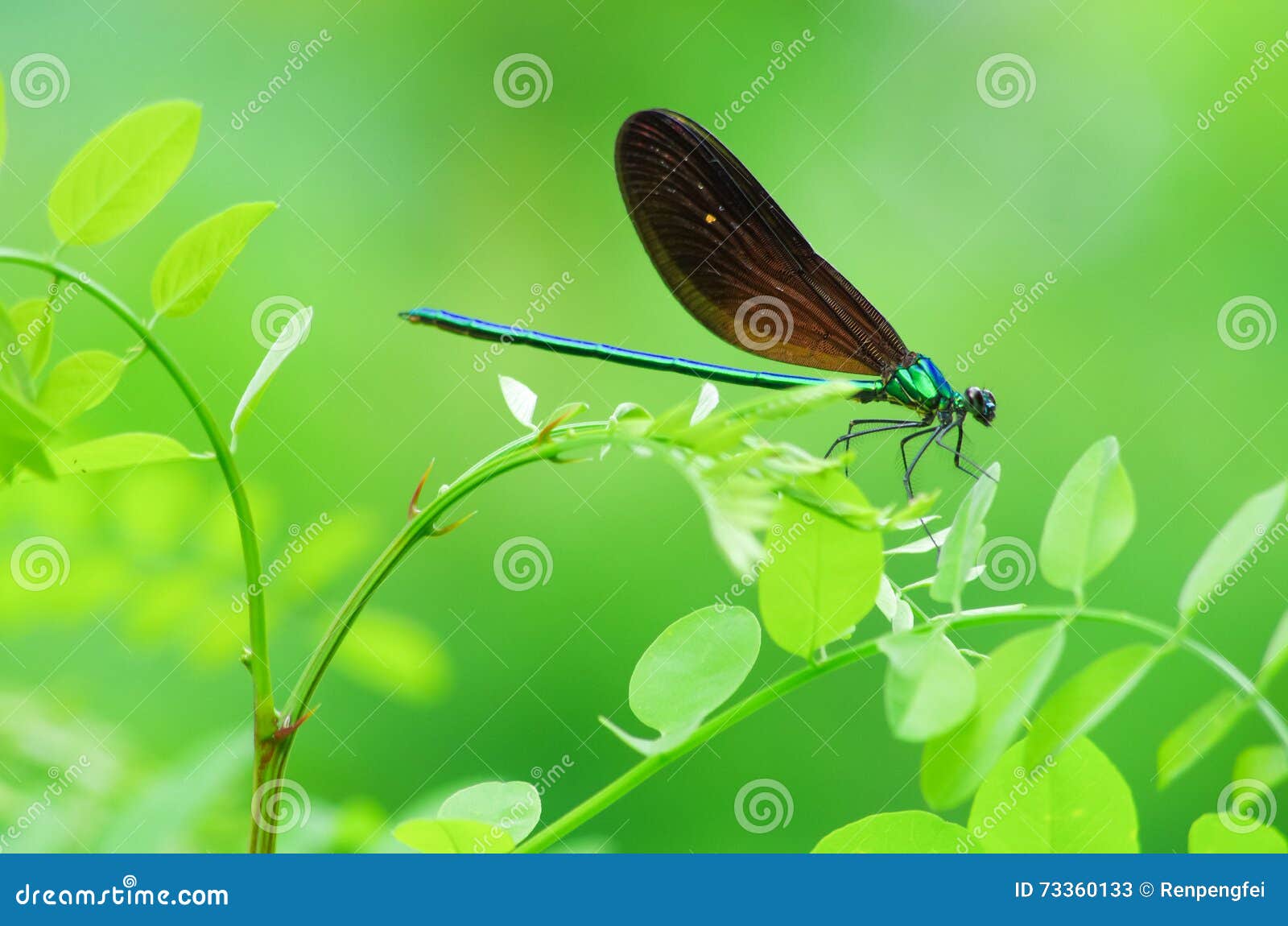 Libel stock afbeelding. Image of rood, klein, kleurrijk - 73360133