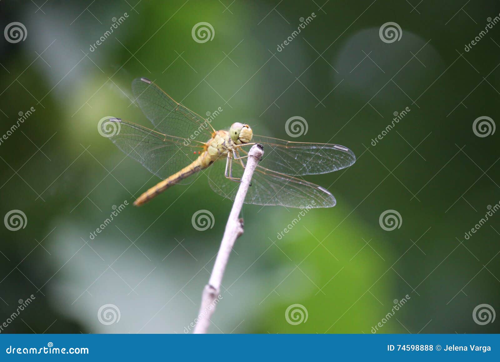 Libel stock foto. Image of vlieg, tuin, dier, status - 74598888