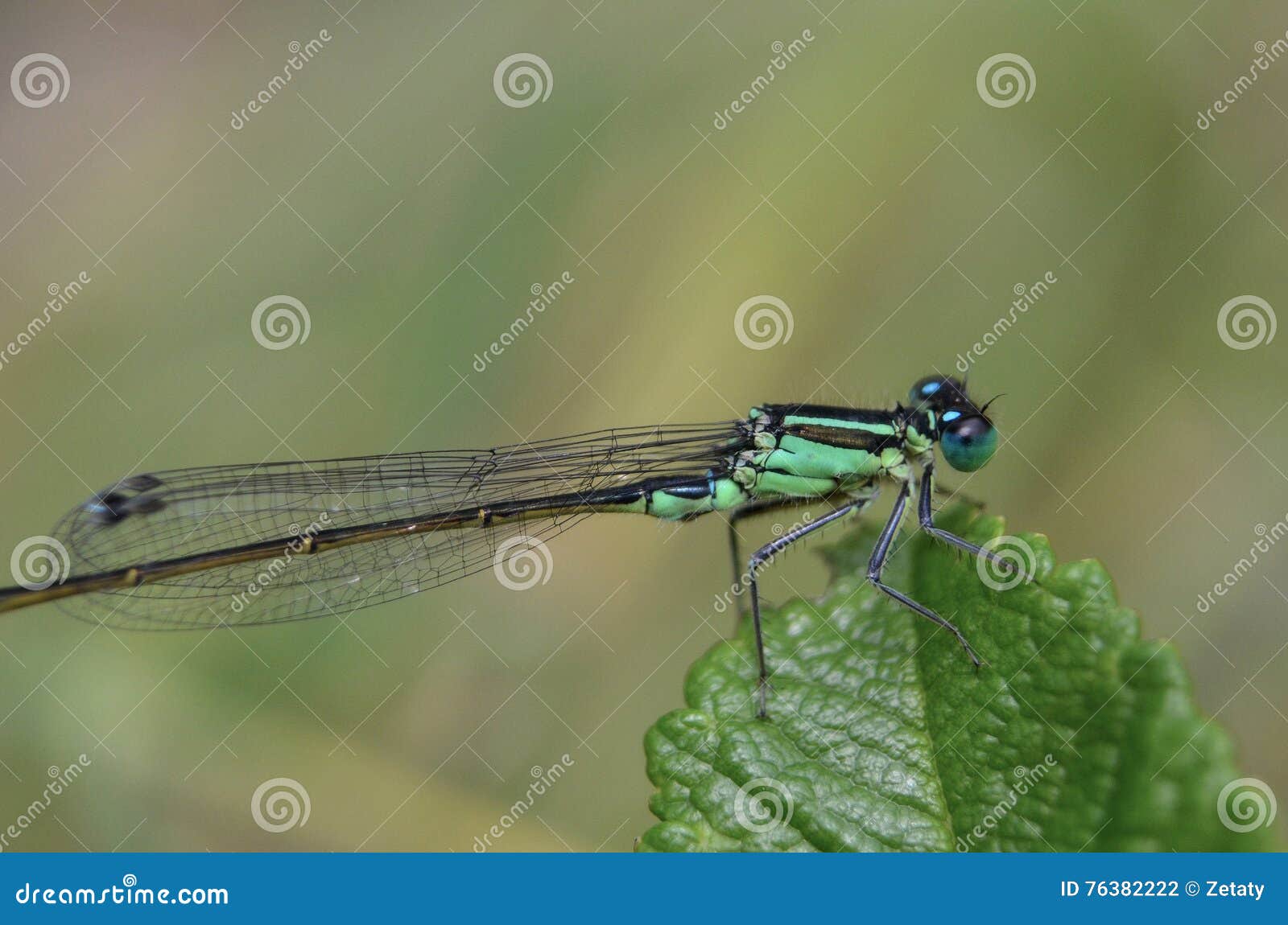 Libel stock foto. Image of schepsel, gras, ogen, mooi - 76382222