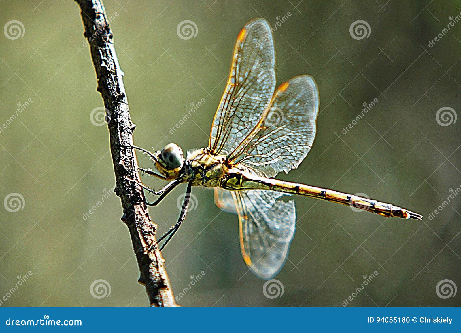 Libel stock foto. Image of lichaam, naamborden, complex - 94055180