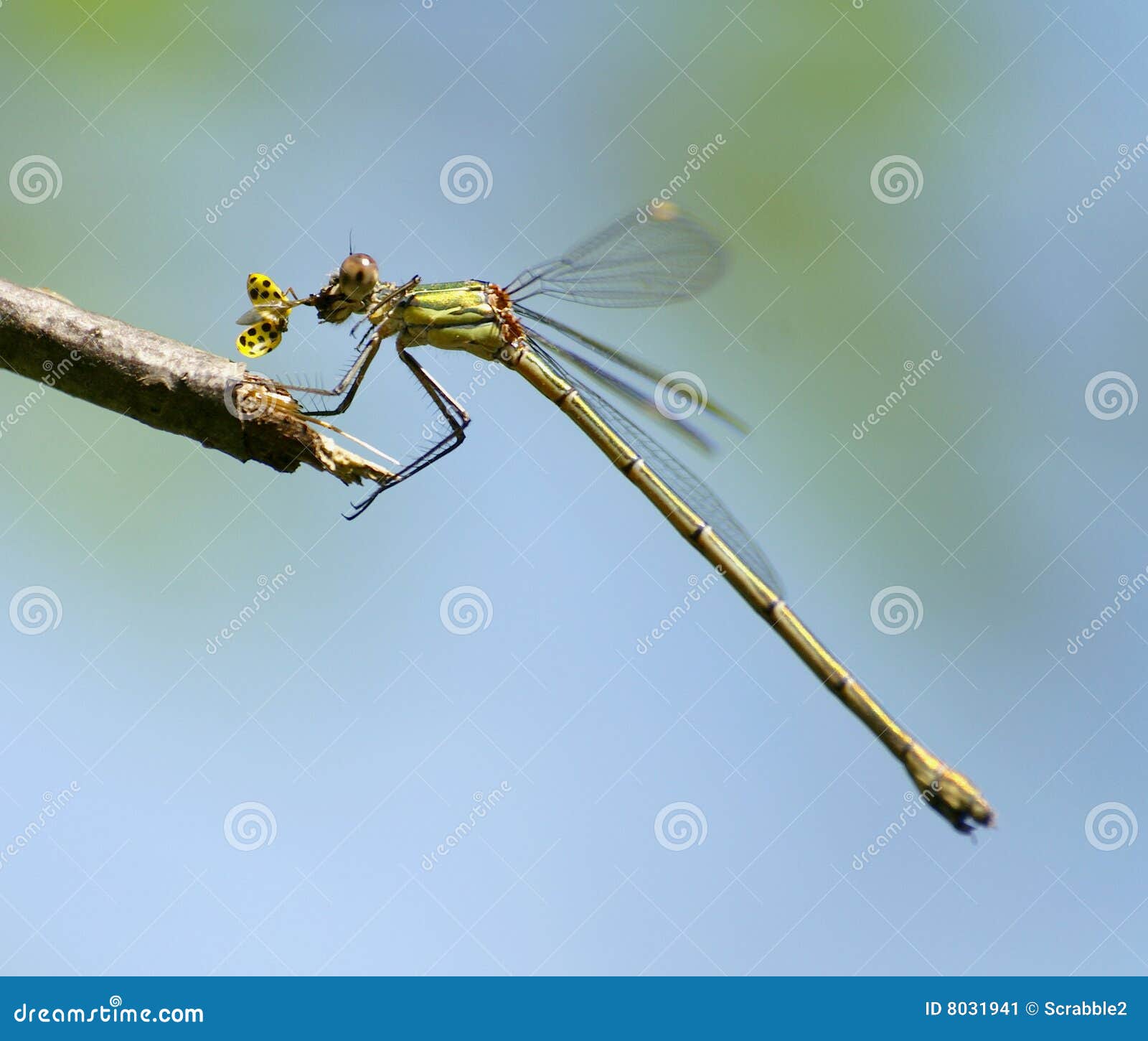 Libel Die Een Onzelieveheersbeestje Eet Stock Afbeelding - Image of ...