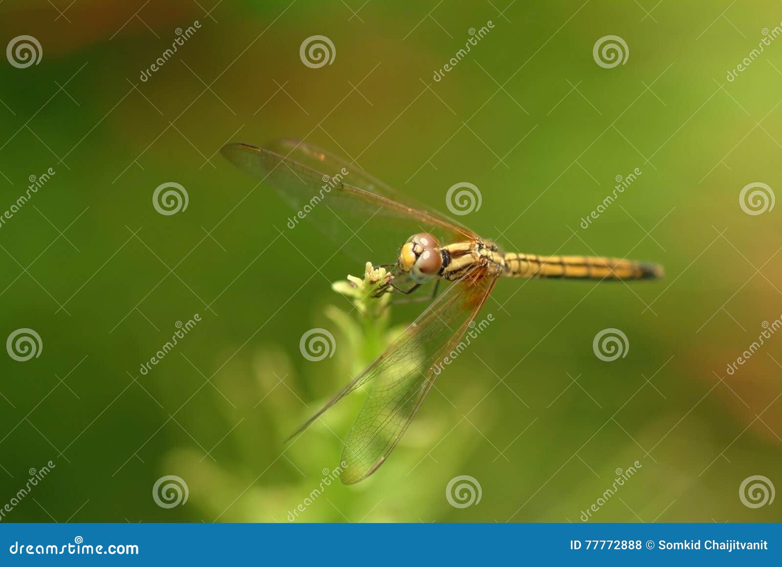 Libel, Insect, Dier, Aard, Macro, Insect Stock Foto - Image of ...